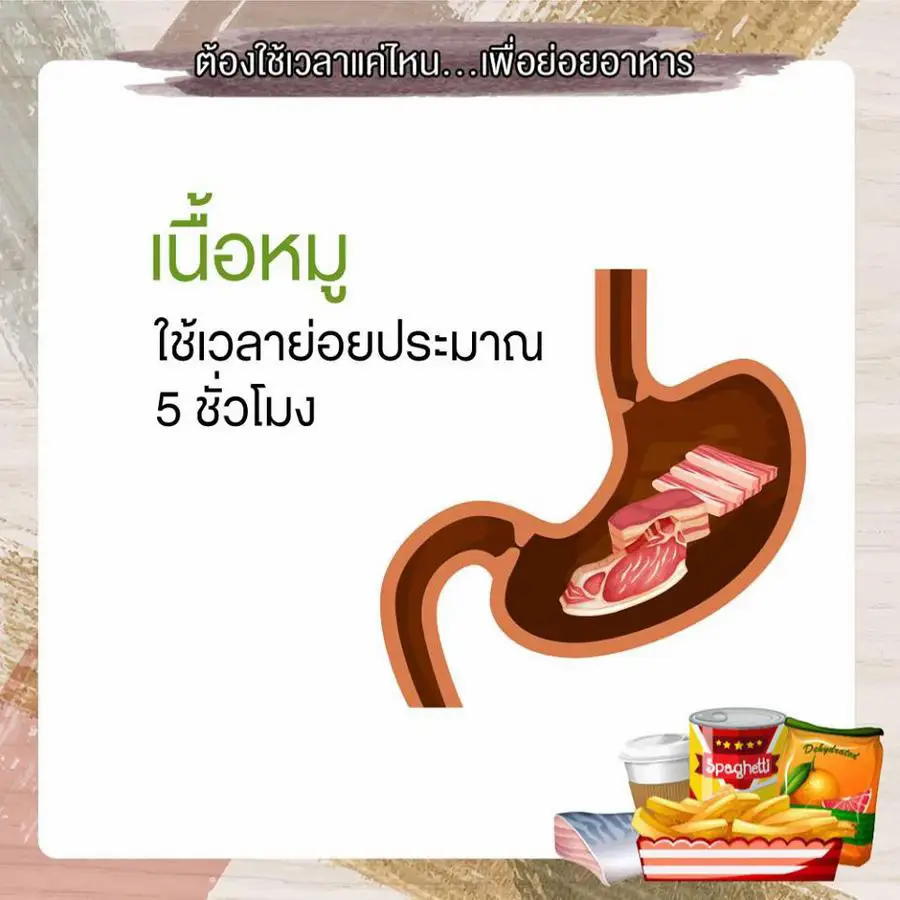 อาหารชนิดนี้ต้องใช้เวลาย่อยเท่าไหร่นะ🤔 | แกลเลอรีที่โพสต์โดย Proxumer | Lemon8