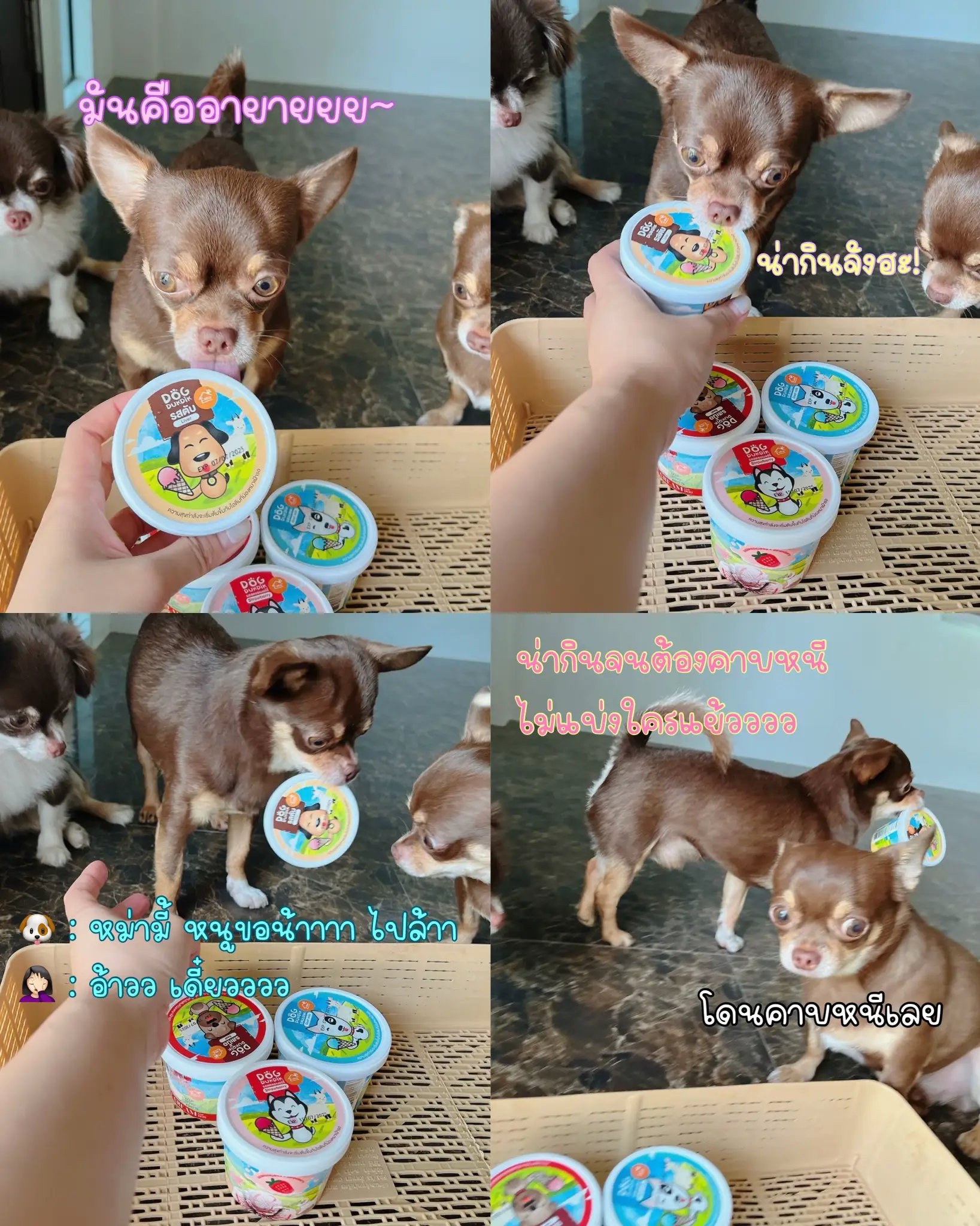 รีวิว Dog Dukdik ไอศครีมสำหรับน้องหมา🍨🐶 | แกลเลอรีที่โพสต์โดย พ้อกแพ้ก ...