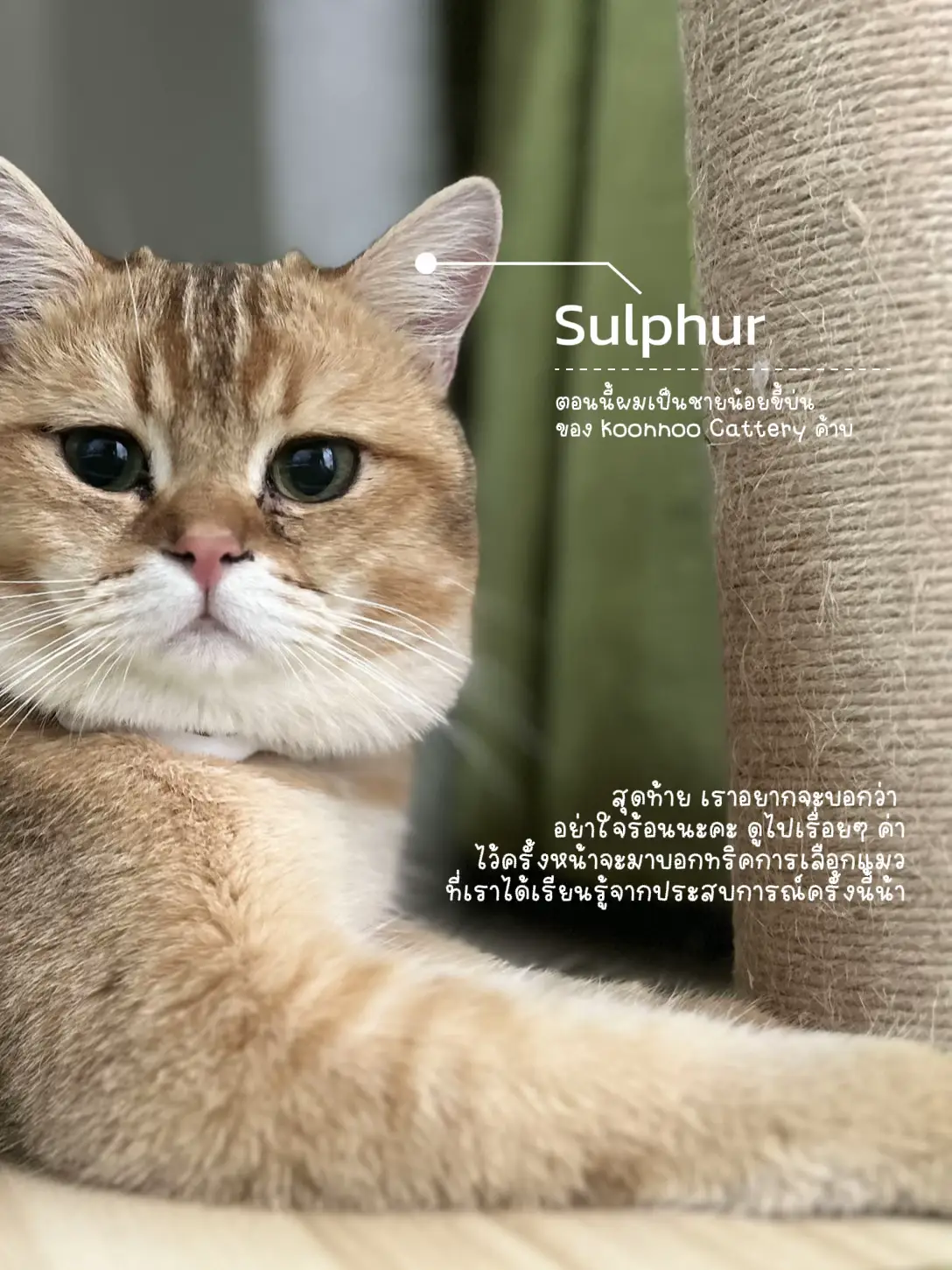 รีวิว ซื้อแมวไม่ตรงปก ! 🐈‍⬛ ⚠️ | แกลเลอรีที่โพสต์โดย Koonnoo Cattery ...