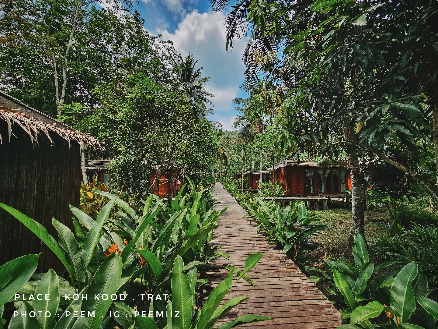 Jungle Kohkood Resort | แกลเลอรีที่โพสต์โดย Phichaya PeeM | Lemon8