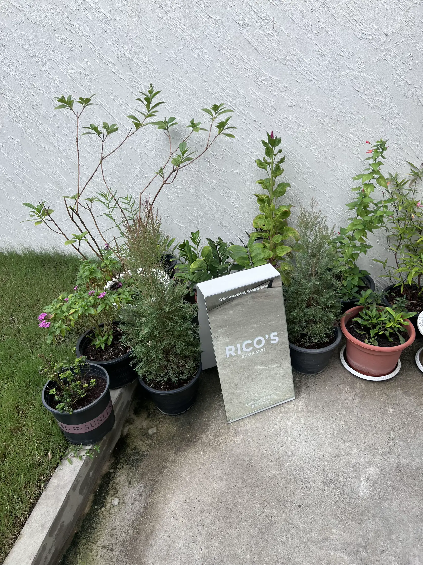 Rico’s sukhumvit | แกลเลอรีที่โพสต์โดย paeng 💐 | Lemon8