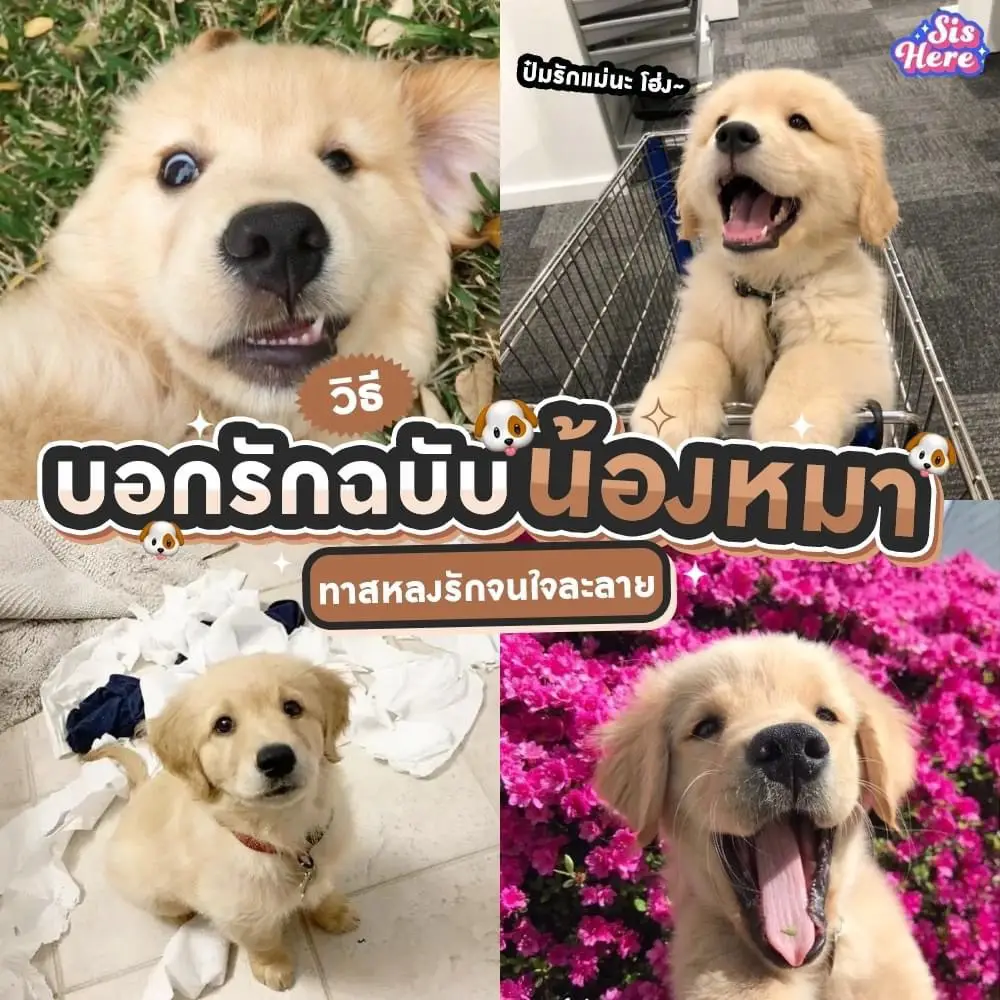 9 วิธีบอกรักฉบับน้องหมา🐶💗 | แกลเลอรีที่โพสต์โดย Sis Here | Lemon8