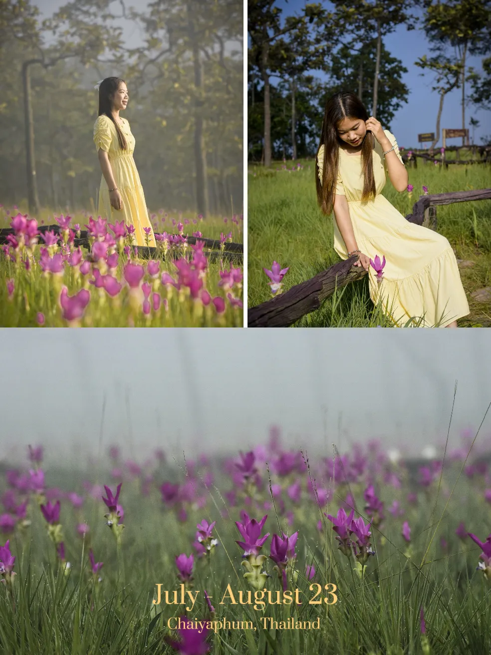 ฮีลใจกับสายหมอกและทุ่งดอกกระเจียว 🌷 | แกลเลอรีที่โพสต์โดย Ploy Kun | Lemon8