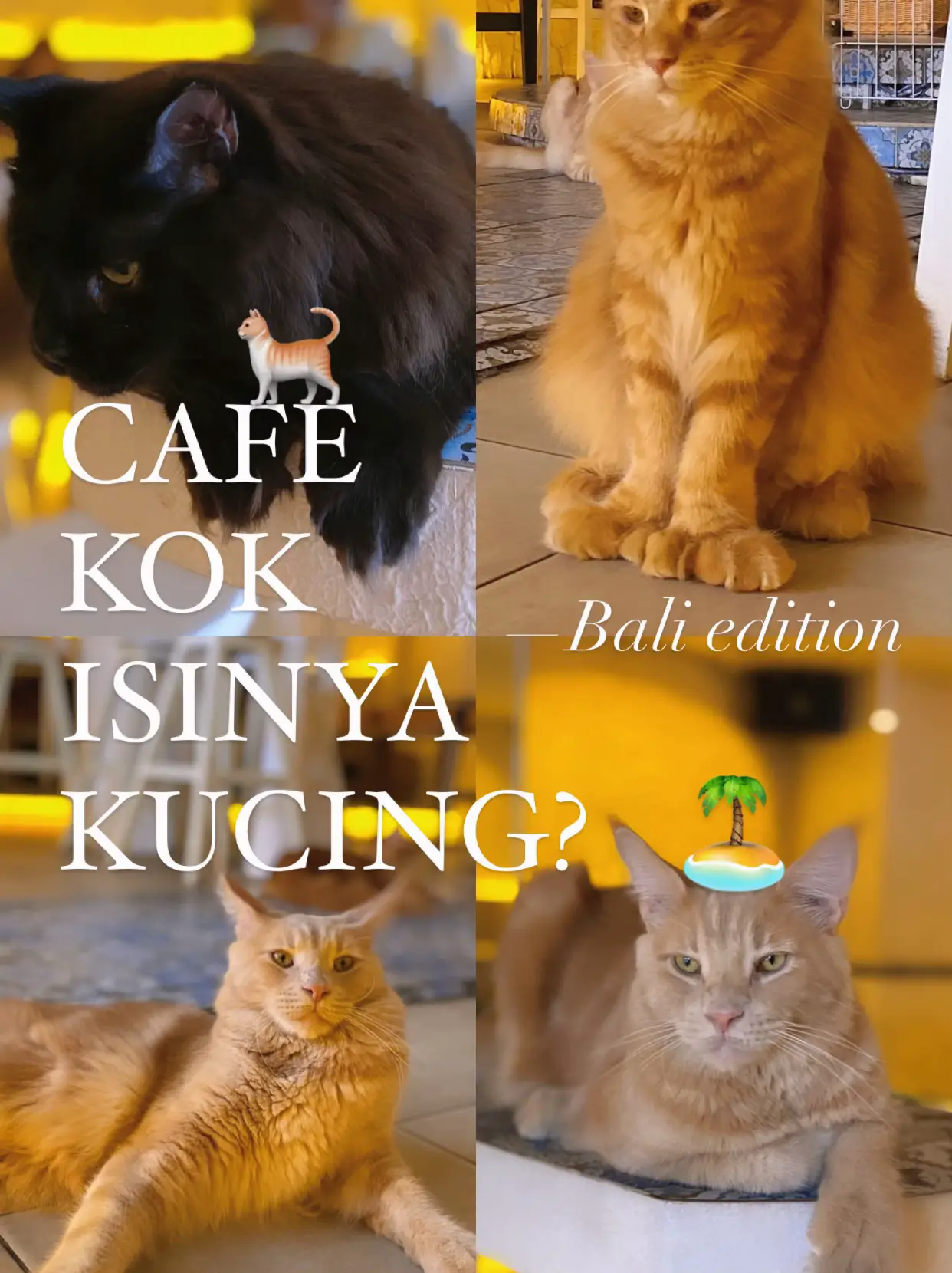 CAFE BUAT PECINTA KUCING🐈 | Galeri diposting oleh J. | Lemon8