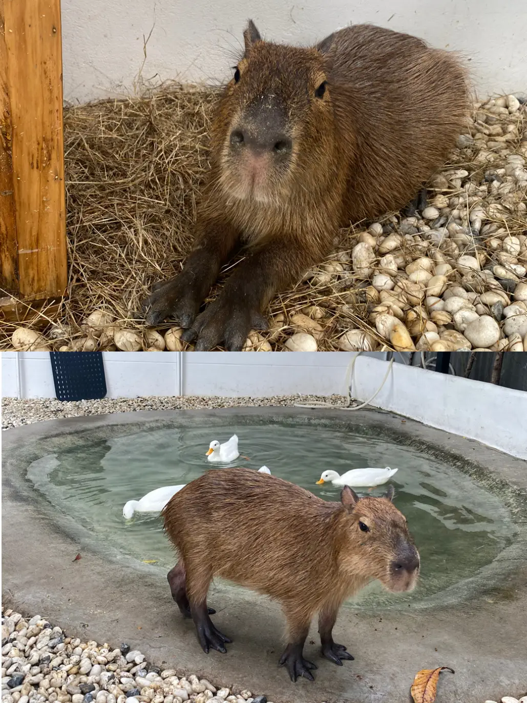 capybara cafe in bangkok?! - bkk | Gallery posted by nat | Lemon8