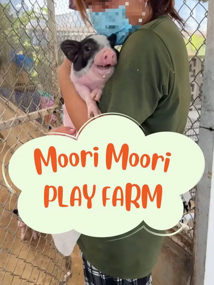 Moori Moori play farm 🛖🌳🐷🐓 | แกลเลอรีที่โพสต์โดย MU.BUDDY | Lemon8