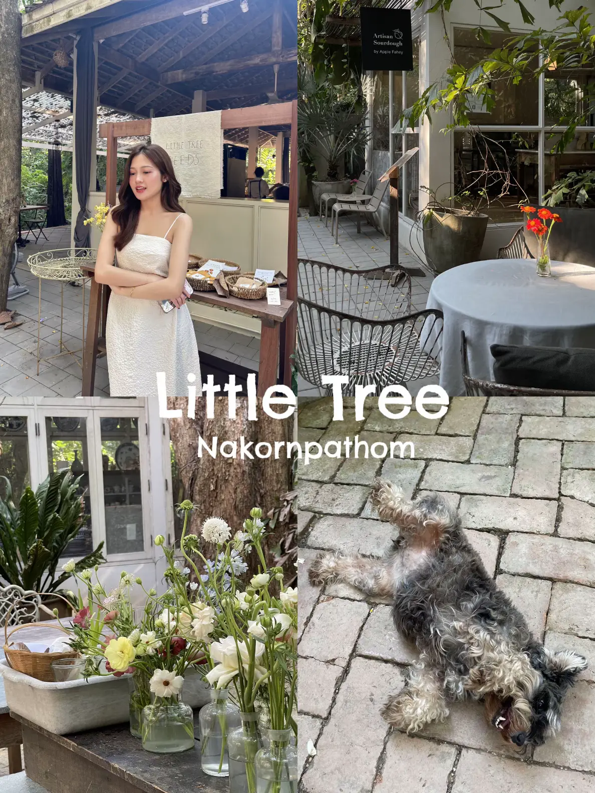 Little Tree Cafe นครปฐมสุดคิ้ว | แกลเลอรีที่โพสต์โดย pangkatch♡ | Lemon8