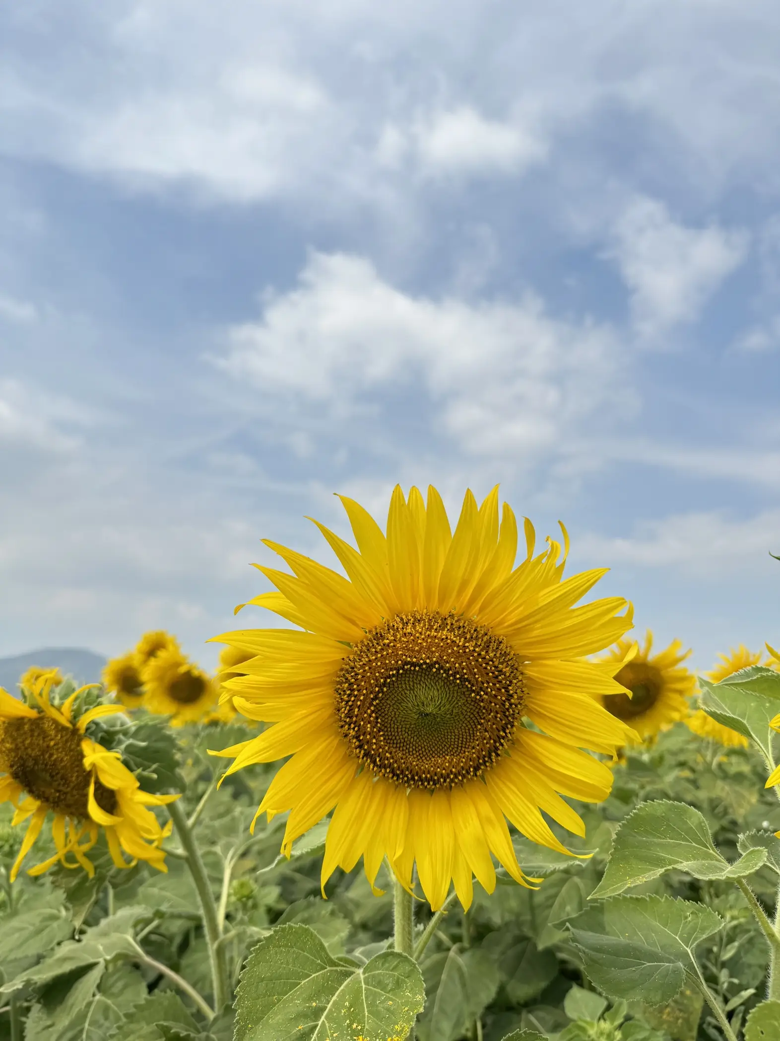 พาเที่ยวทุ่งทานตะวันลพบุรีกันคร่าสาวๆ🌻 | แกลเลอรีที่โพสต์โดย Moona Pinyupa | Lemon8