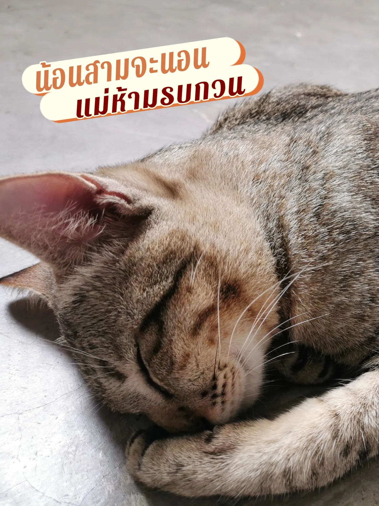 น้อนง่วง | วิดีโอที่เผยแพร่โดย Kun_Su | Lemon8