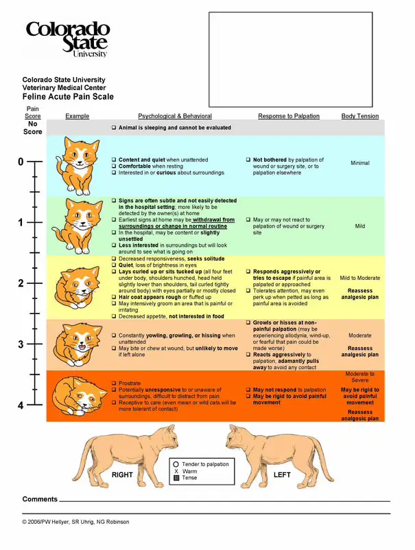 รู้ไว้คอยสังเกต แมวเราเจ็บปวดอยู่หรือเปล่า 🐱 | แกลเลอรีที่โพสต์โดย ...