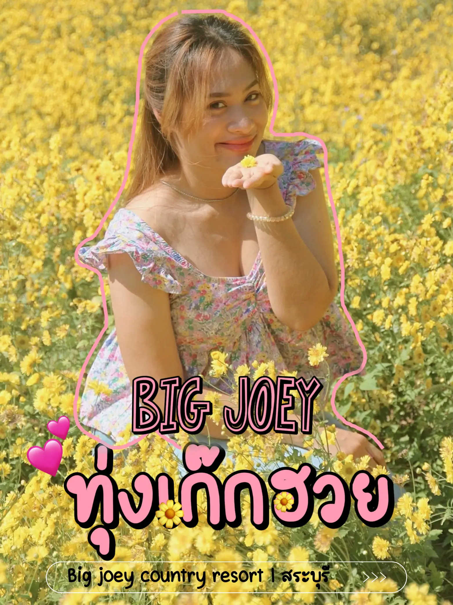ทุ่งดอกเก๊กฮวย🌼 Big joey country resort ใกล้ๆแค่ สระบุรี | แกลเลอรีที่โพสต์โดย Nackngai แน็คไง ...