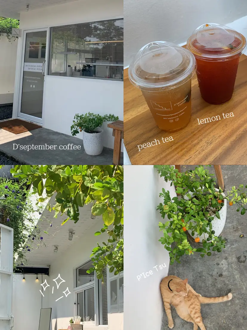 รวมคาเฟ่อุบล | แกลเลอรีที่โพสต์โดย Itim | Lemon8