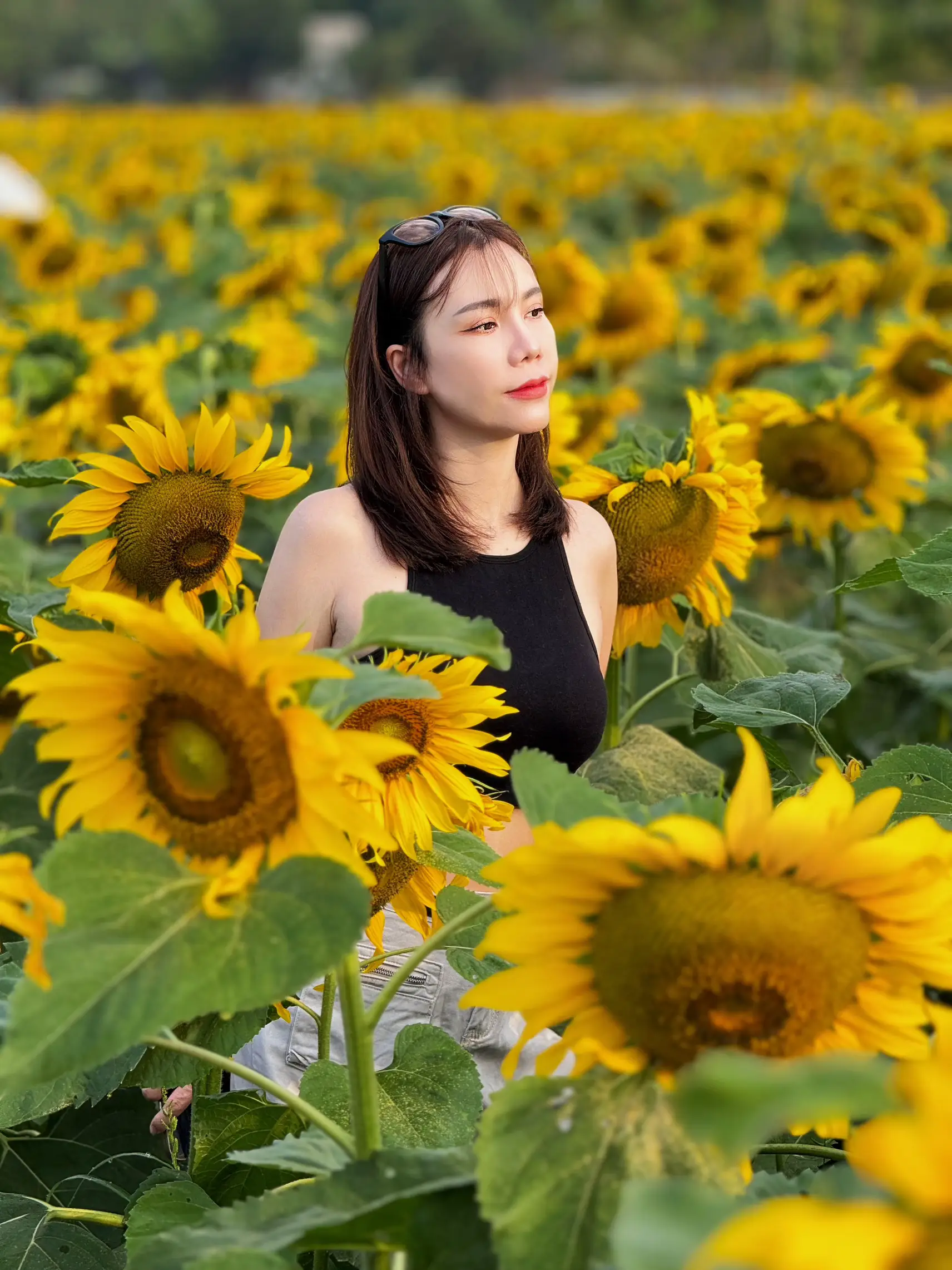 🌻แชร์ทริคถ่ายกับทุ่งทานตะวันสุดฮิต🌻 | แกลเลอรีที่โพสต์โดย Chali.26 | Lemon8