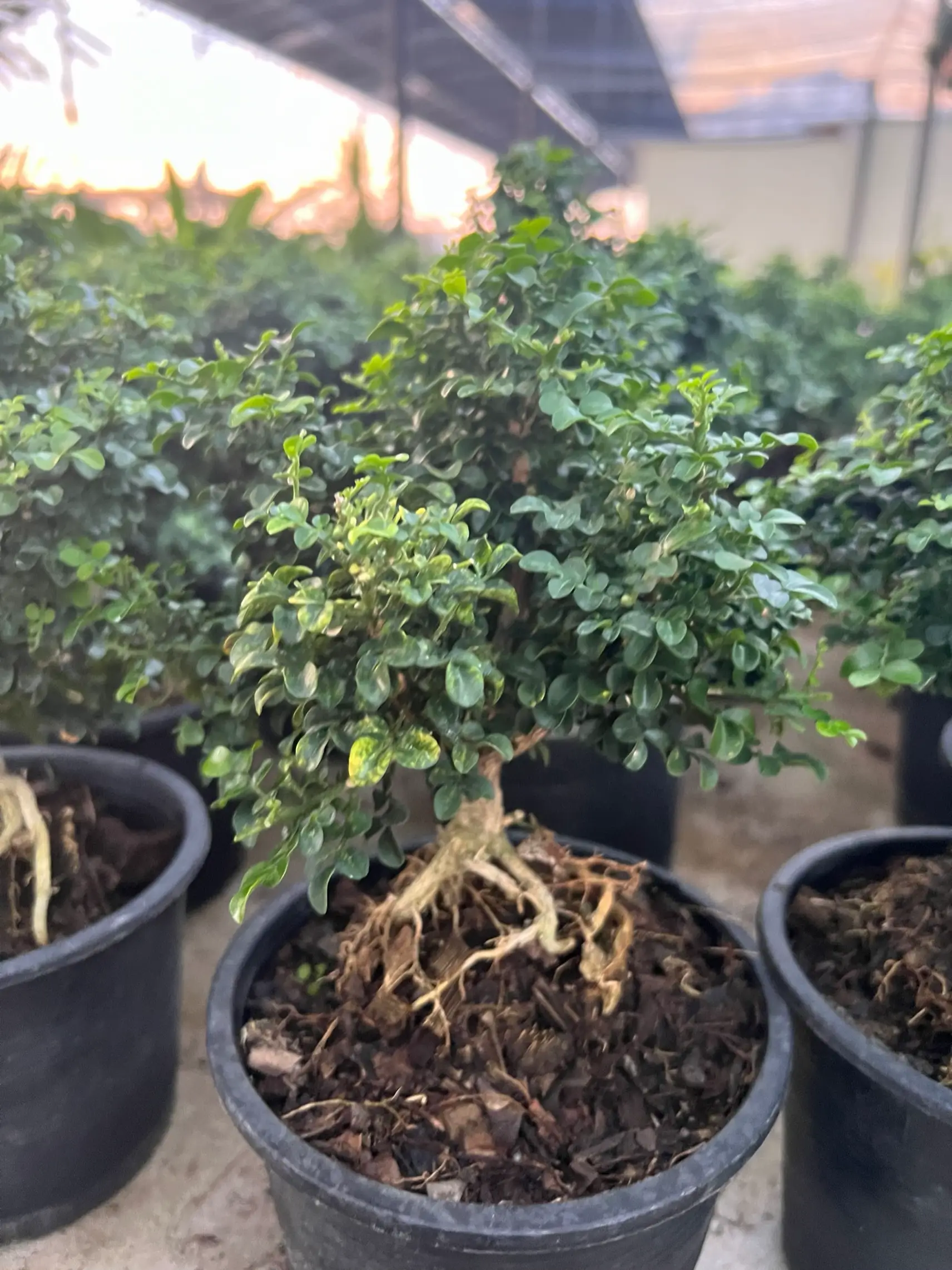 Dwarf Glass Tree. Tiny Wood Suitable To Adorn Your Home Decor | Gallery ...