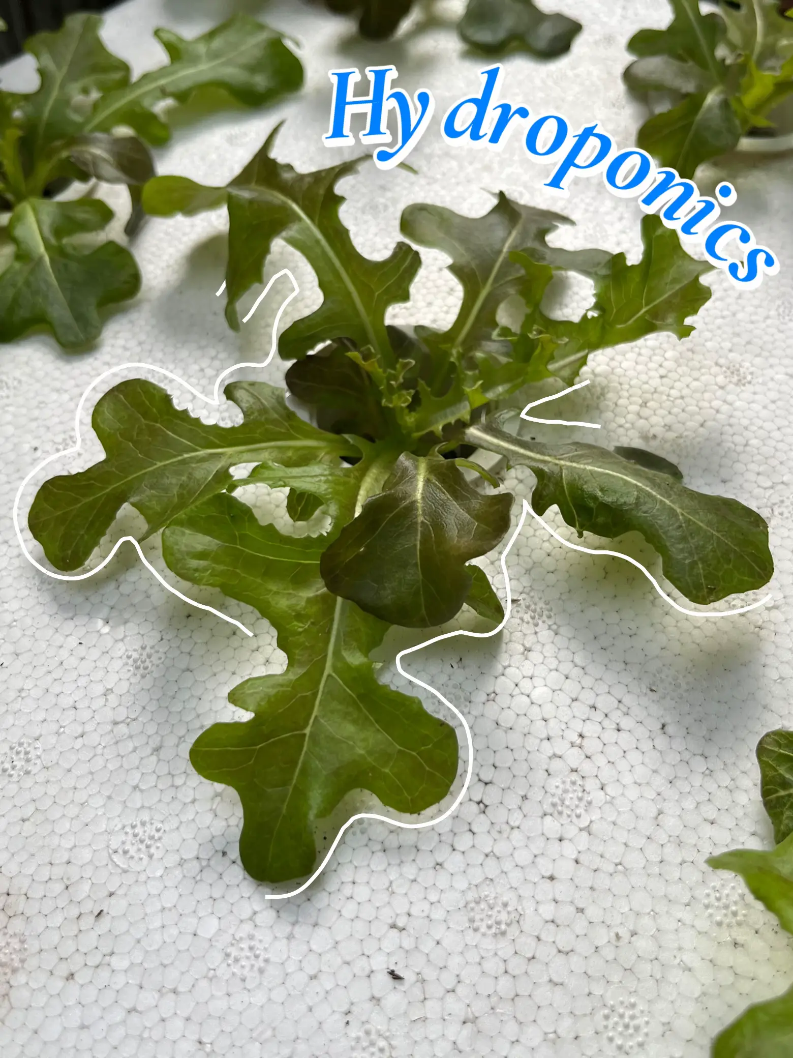 Hydroponics | แกลเลอรีที่โพสต์โดย Sara789 | Lemon8