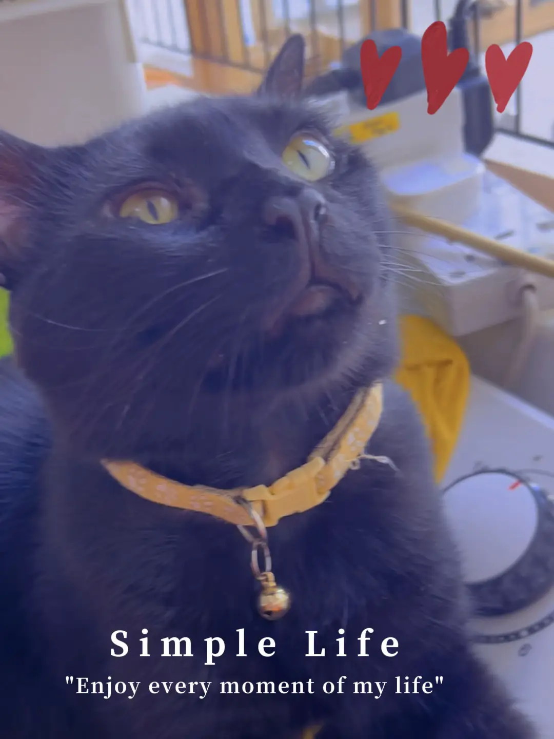 My cat really like to eat sweet potatoes 🍠 | Video published by Aye Thidar Aung | Lemon8