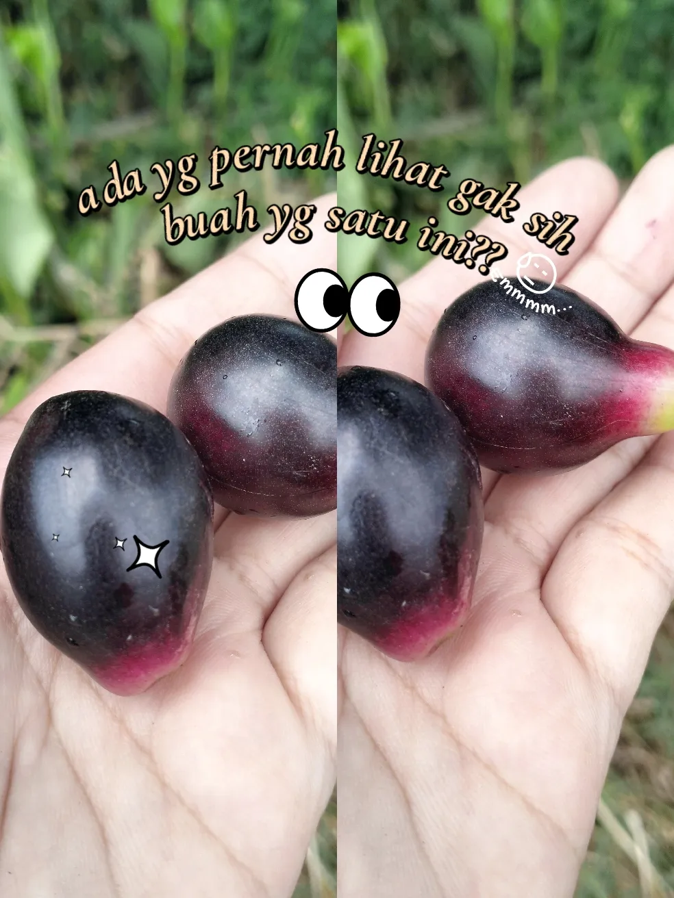 petualangan mencari buah anggur Bugis | Gallery posted by zulfiani | Lemon8