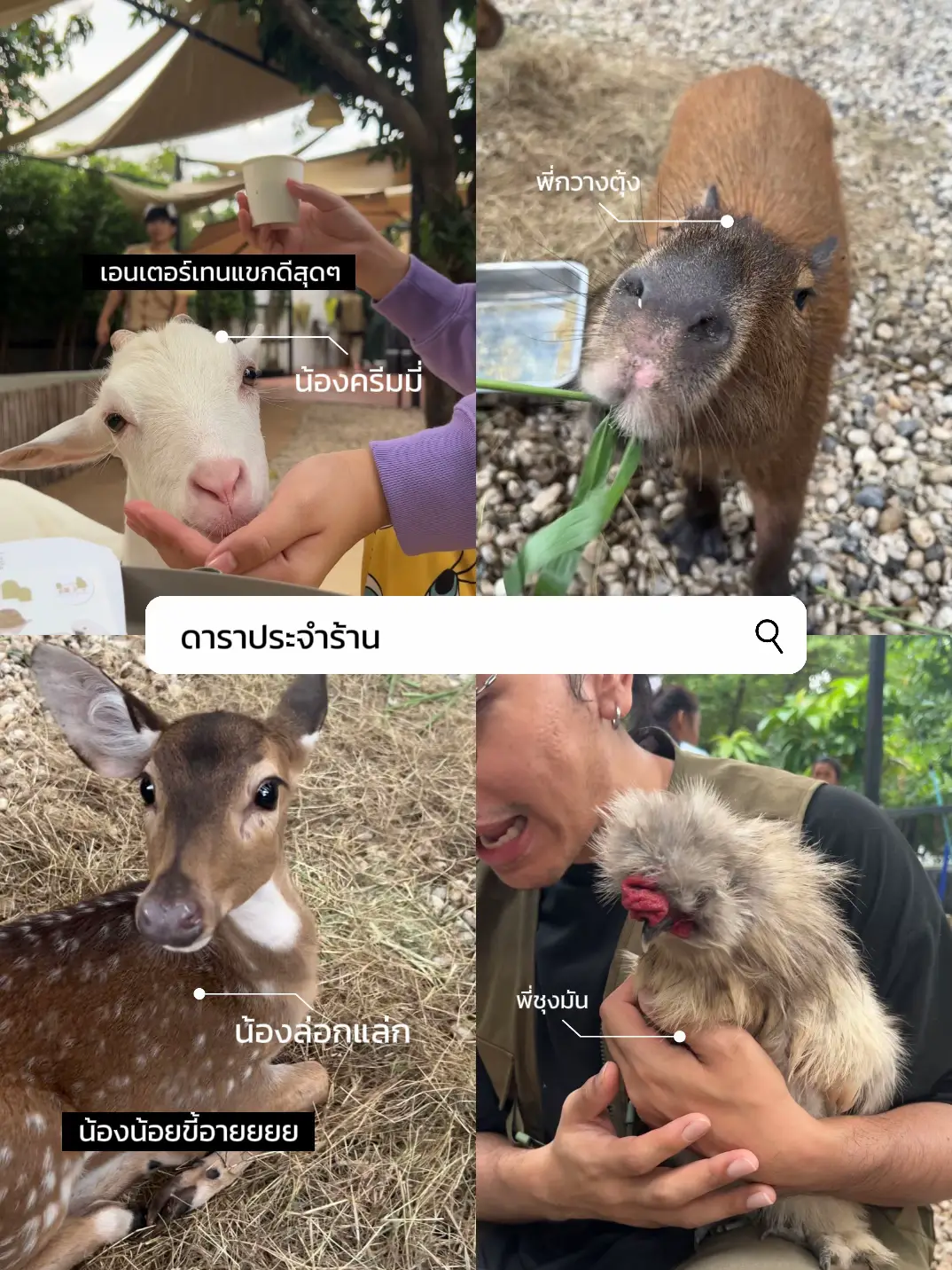 Little Zoo Cafe คาเฟ่สัตว์แปลกใจกลางกรุง💥 | แกลเลอรีที่โพสต์โดย ...