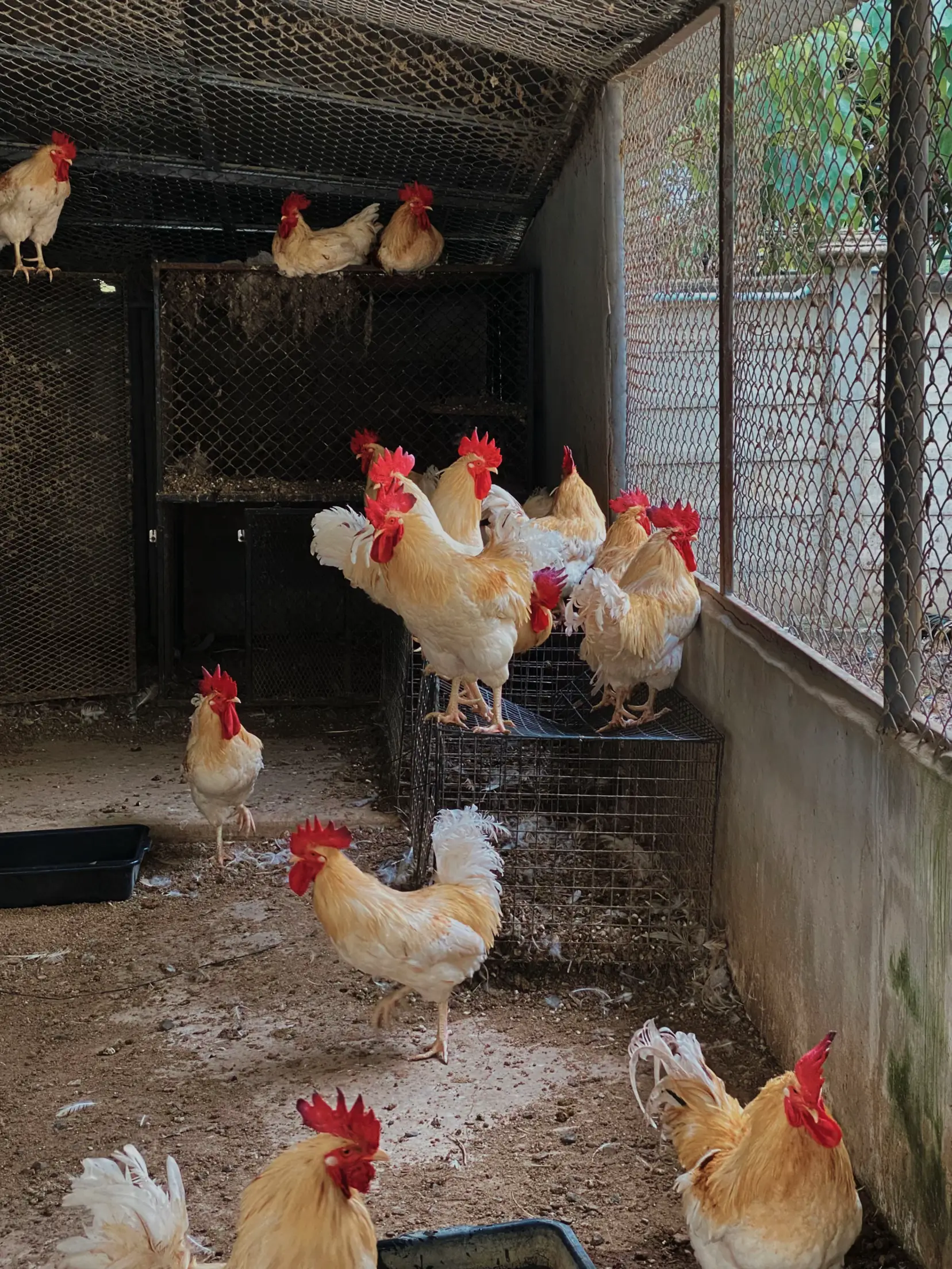 พาไปทำบุญให้สัตว์ถูกทอดทิ้งกัน 🐃🐕🐈🐑🐐🐓 | แกลเลอรีที่โพสต์โดย Nivarin.kt ...