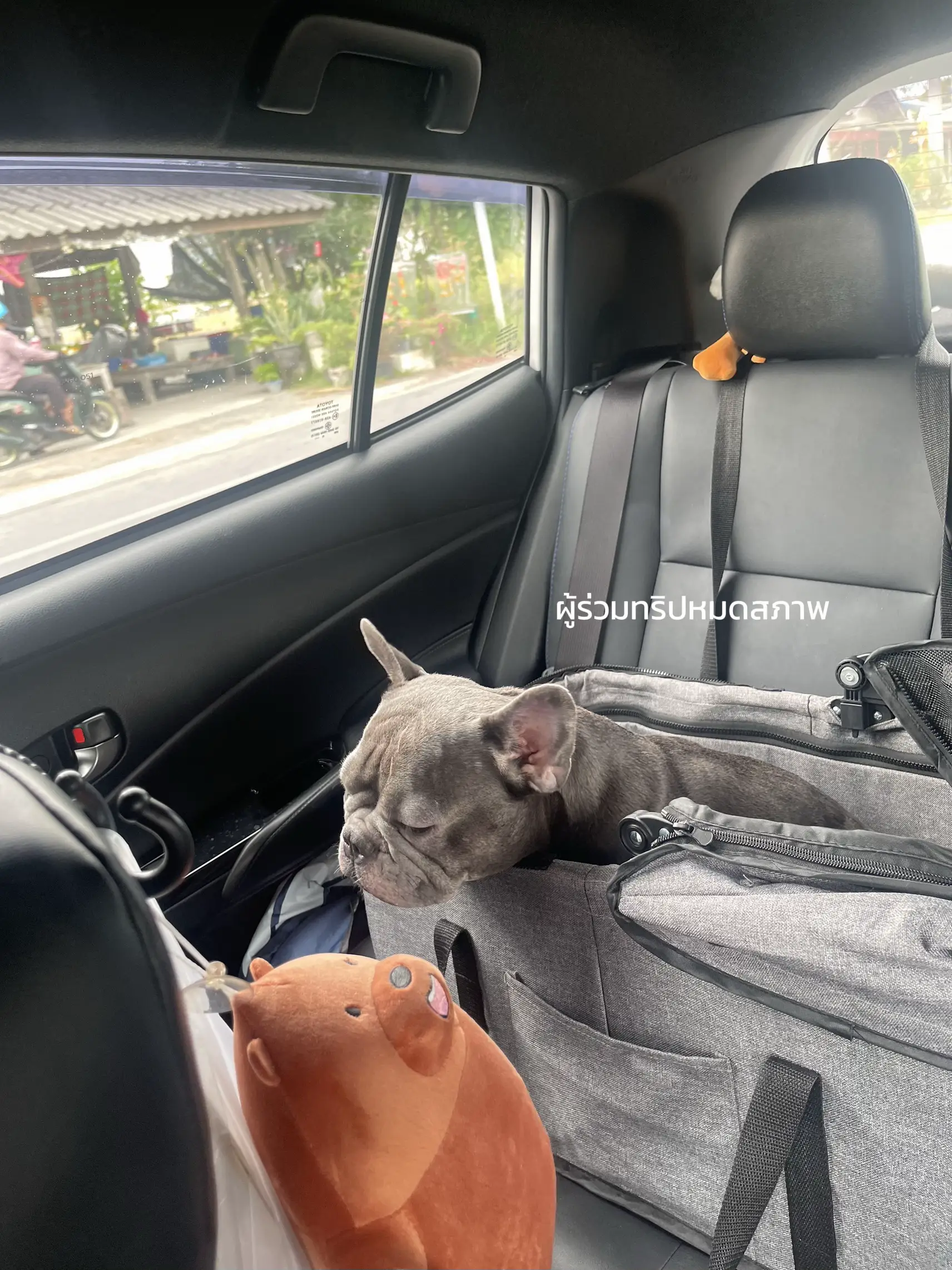 The Loco Camp เดอะโลโค จ.สุพรรณบุรี #petfriendly 🐶🌳 | แกลเลอรีที่โพสต์โดย แนนโน๊ะนะ | Lemon8