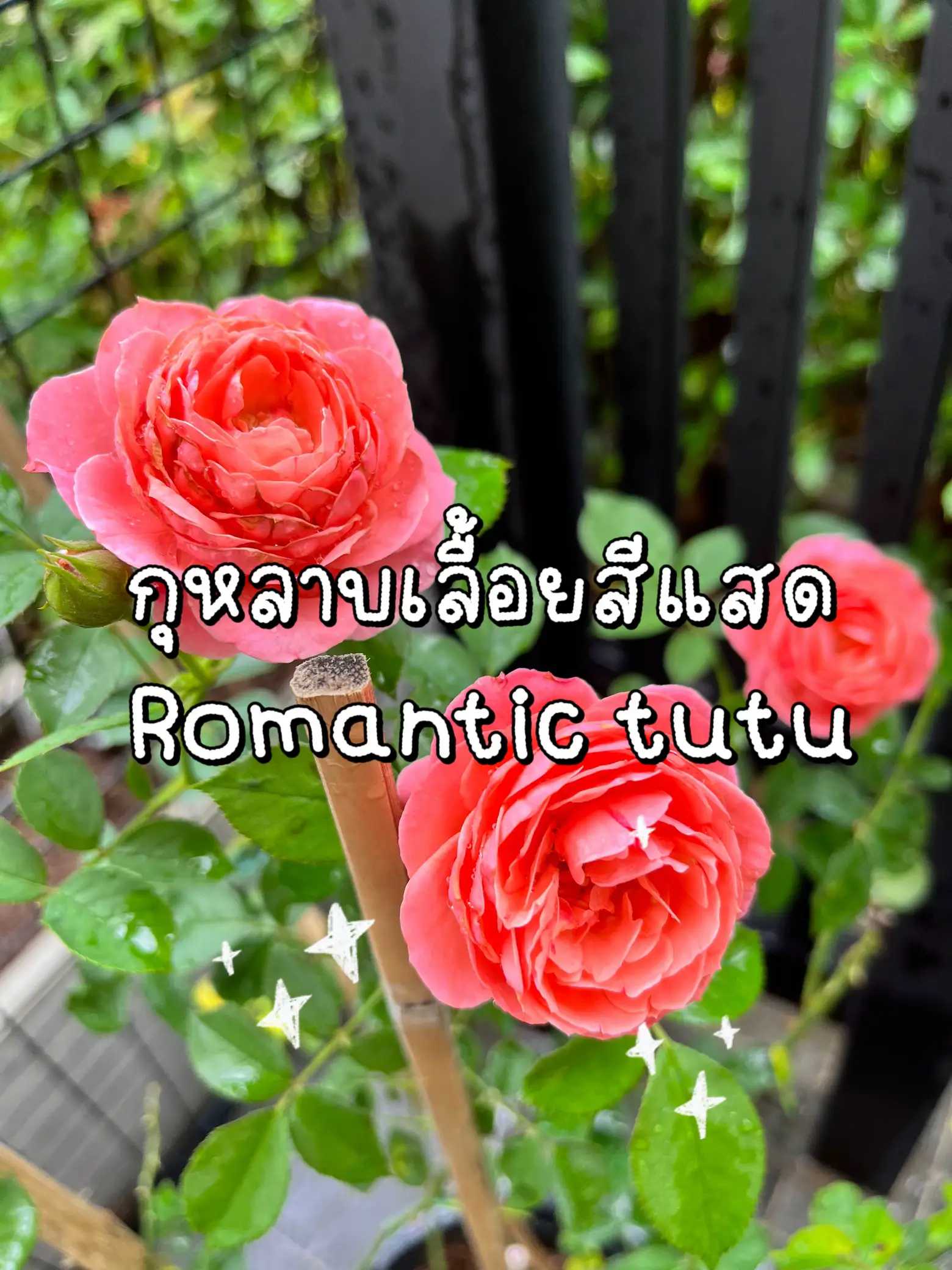 แนะนำกุหลาบ ep.8 : Romantic tutu | แกลเลอรีที่โพสต์โดย Minin.rose | Lemon8