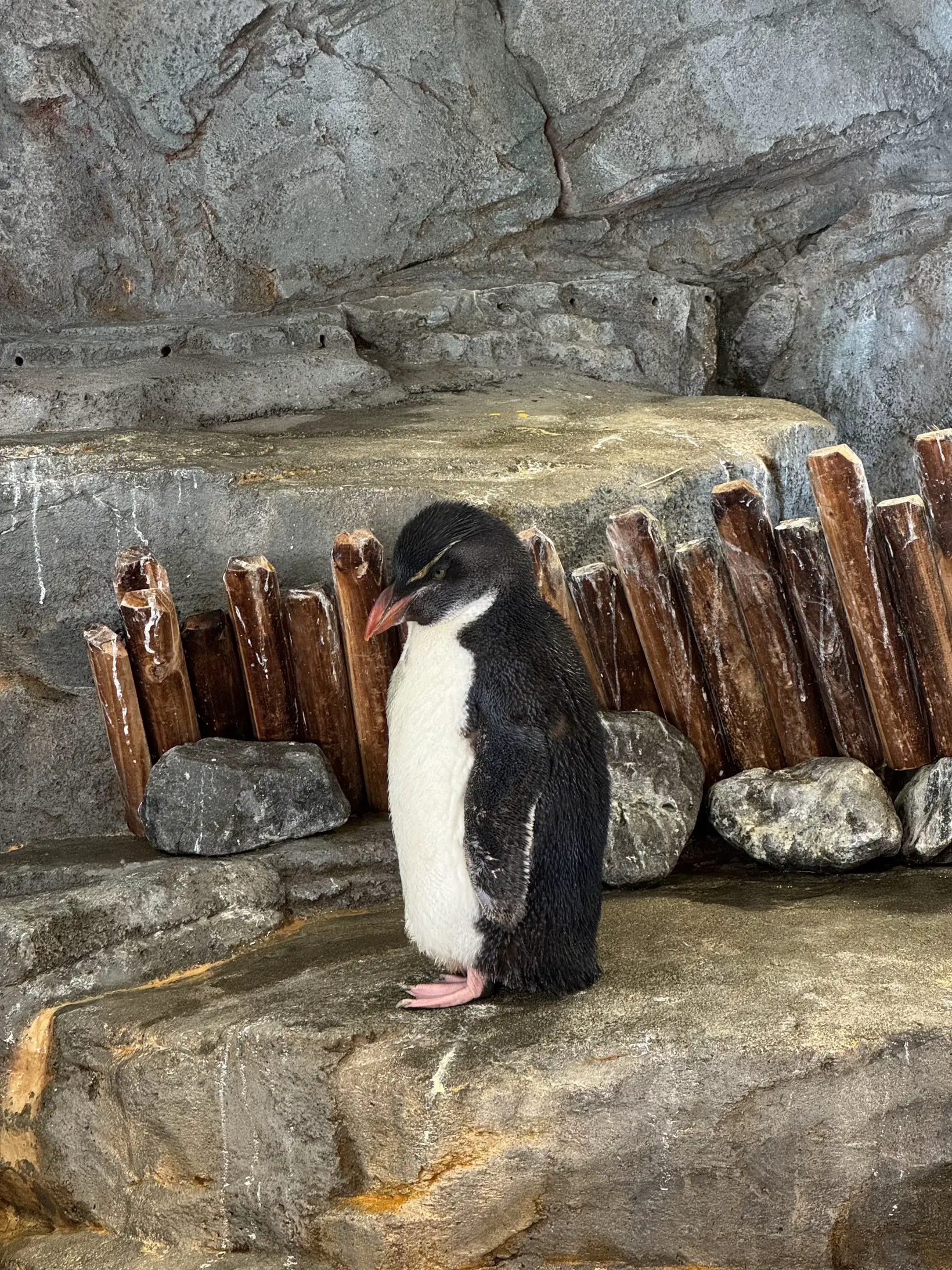 มาเดินเล่น Osaka aquarium Kaiyukan ด้วยกันนะ 🐋🩵 | แกลเลอรีที่โพสต์โดย ...