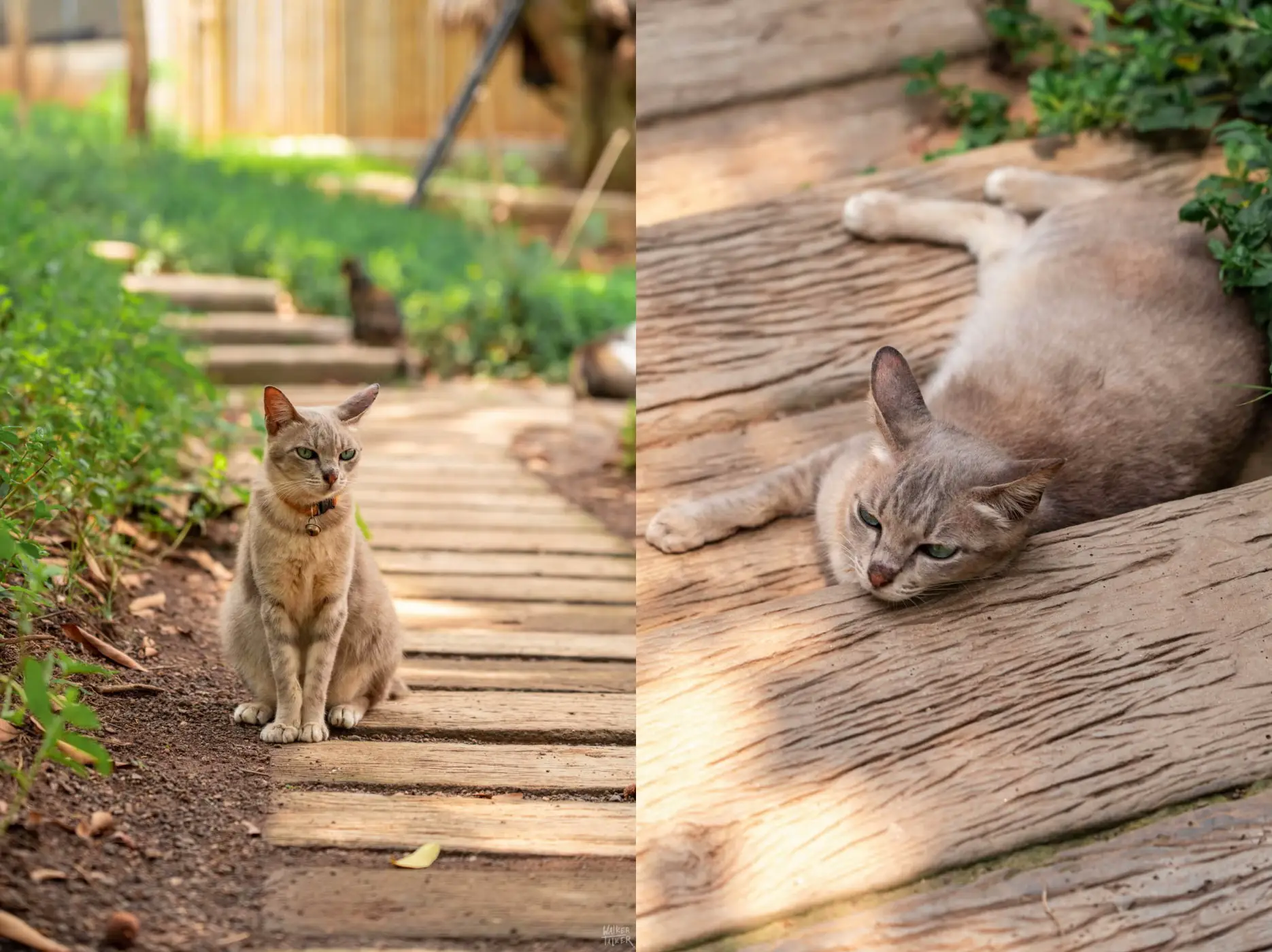 สวนแมวแม่วาง จังหวัดเชียงใหม่ 🐈🍃 | แกลเลอรีที่โพสต์โดย Go went Girls ...