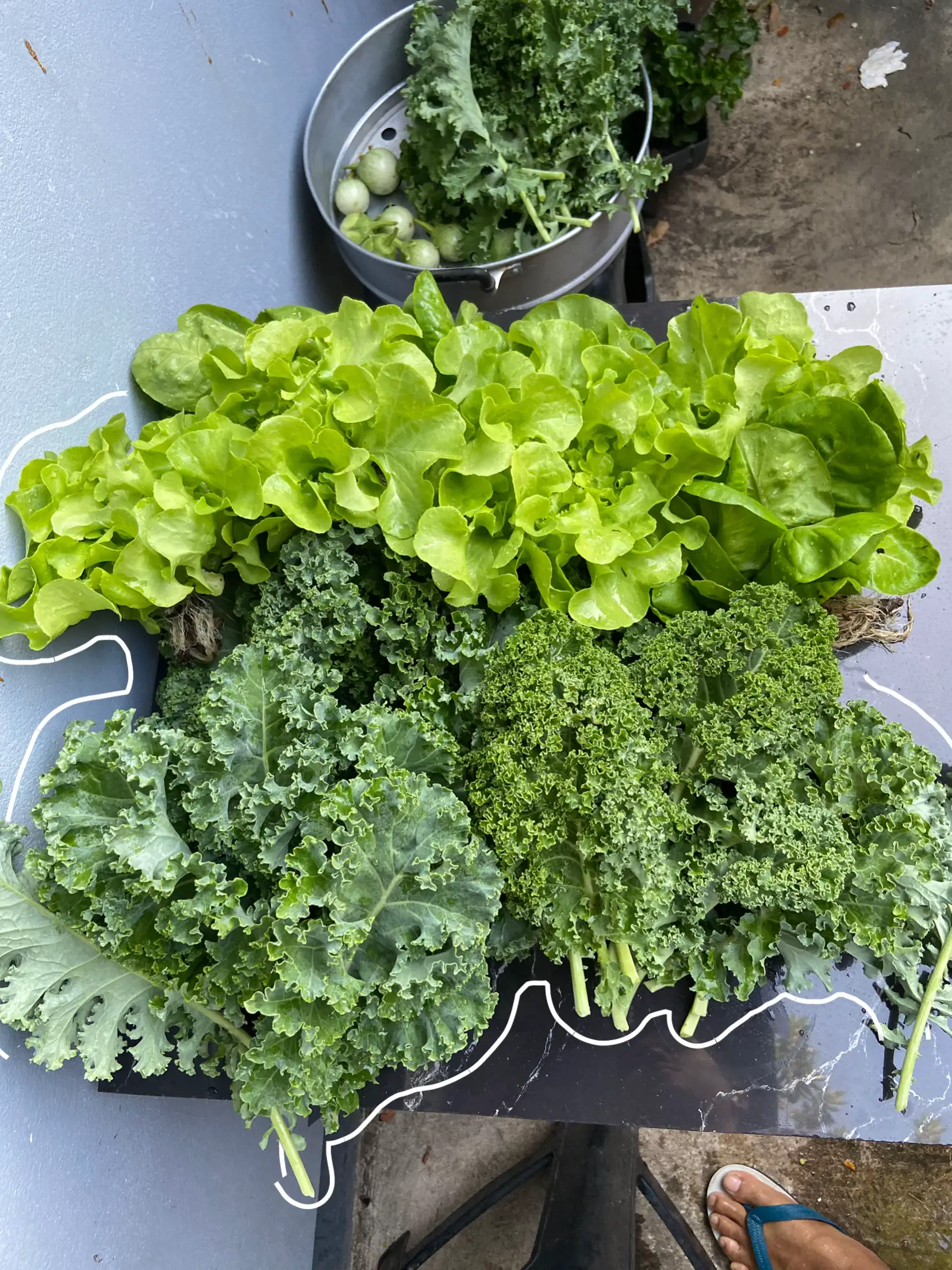 ผลผลิตจากมูลไส้เดือน | แกลเลอรีที่โพสต์โดย Backyard farm | Lemon8