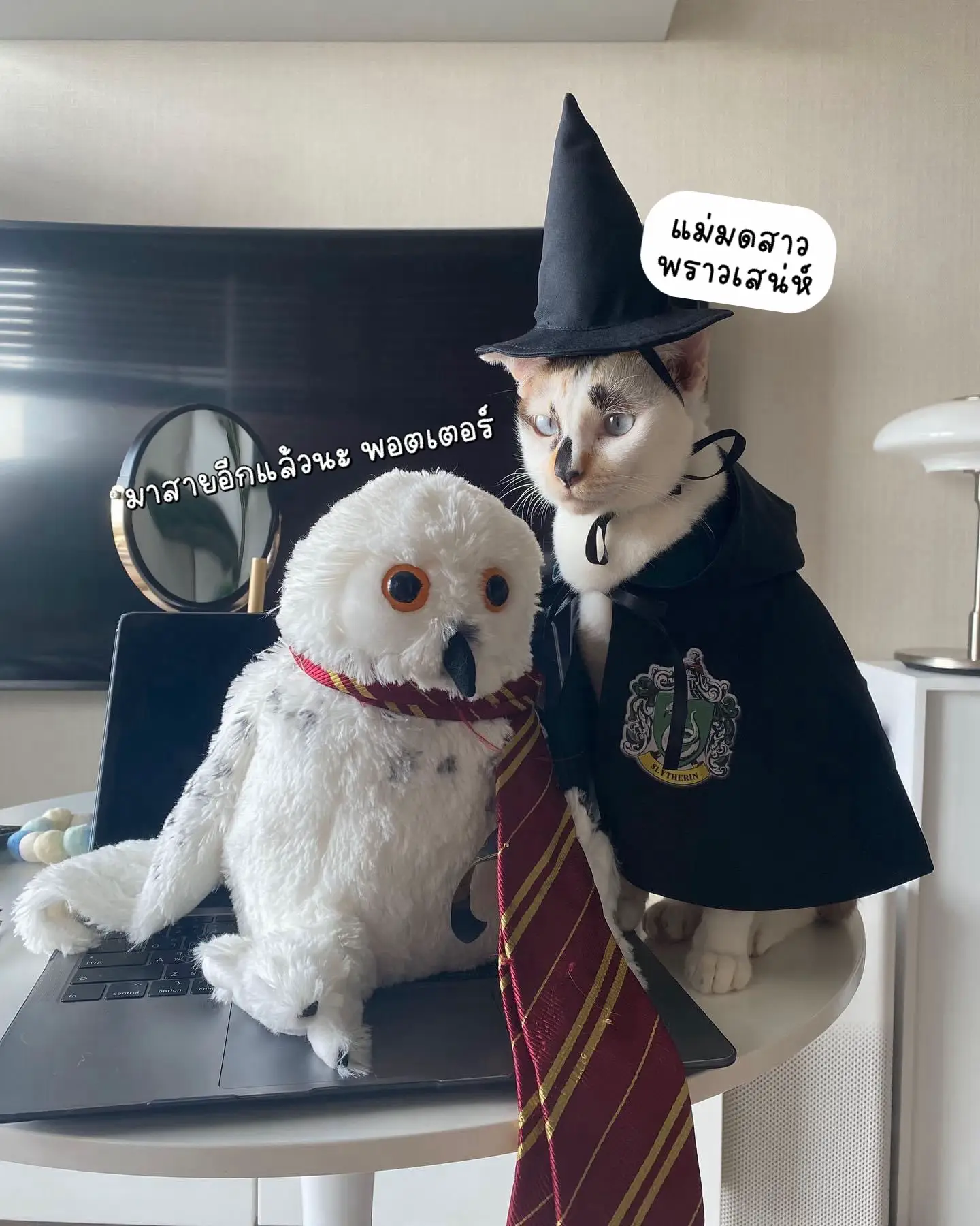ว่างๆ จับแมวแต่งตัว ฉลองรับฮาโลวีน 🧙🏻‍♀️🔮 | แกลเลอรีที่โพสต์โดย TANUS🐕 ...