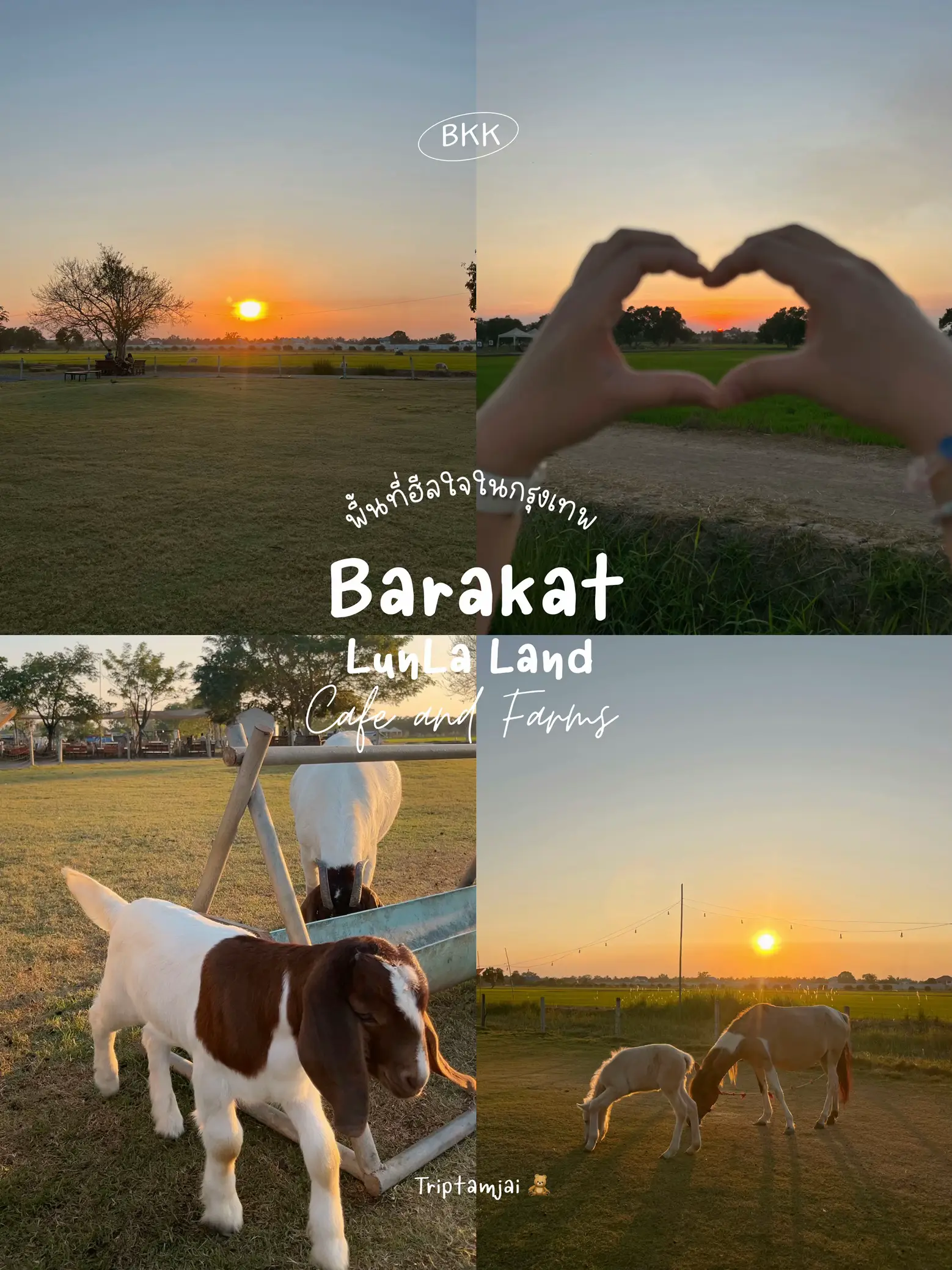 พื้นที่ฮีลใจในกรุงเทพ 🍃🌅 เข้าฟรี 🫶🏻 | แกลเลอรีที่โพสต์โดย TripTamJai | Lemon8