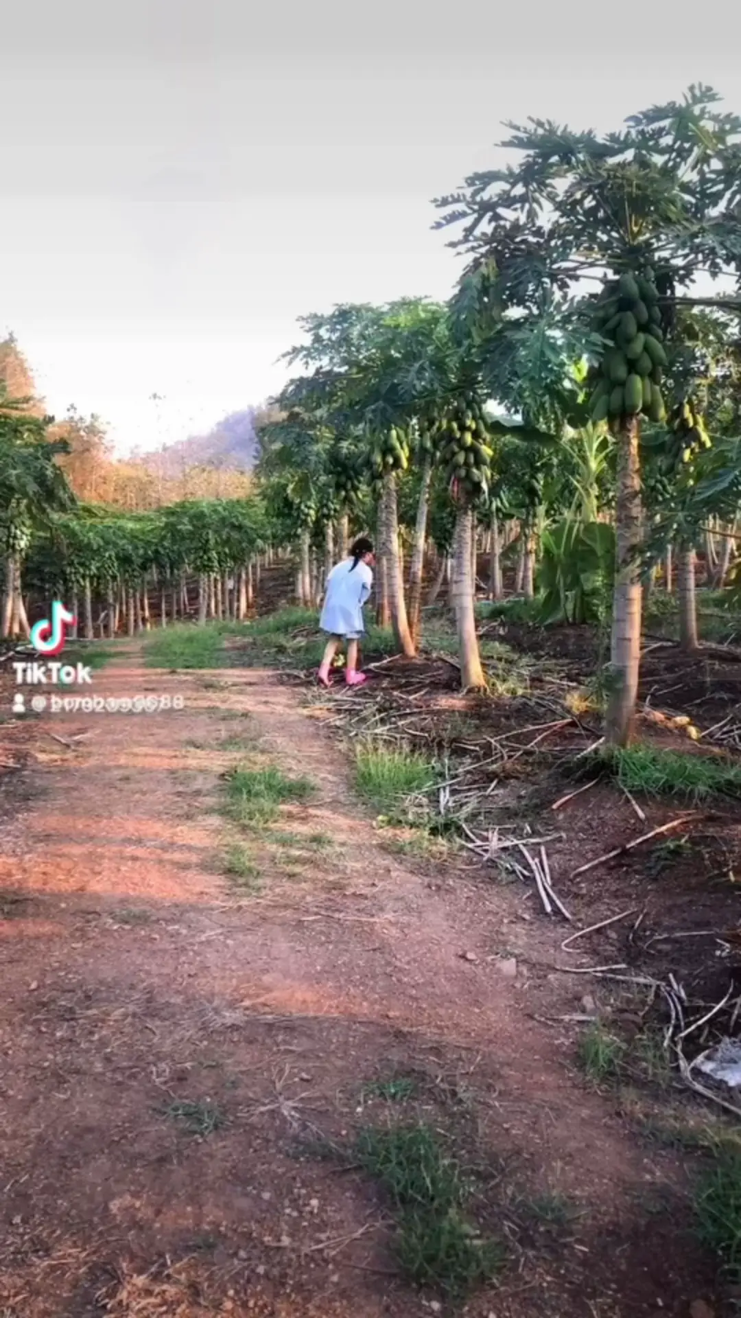 ปลูกเพิ่มทุกปี ใครคิดว่าปลูกมะละกอดีไหมค่ะ😍 | วิดีโอที่เผยแพร่โดย Bom Bam | Lemon8