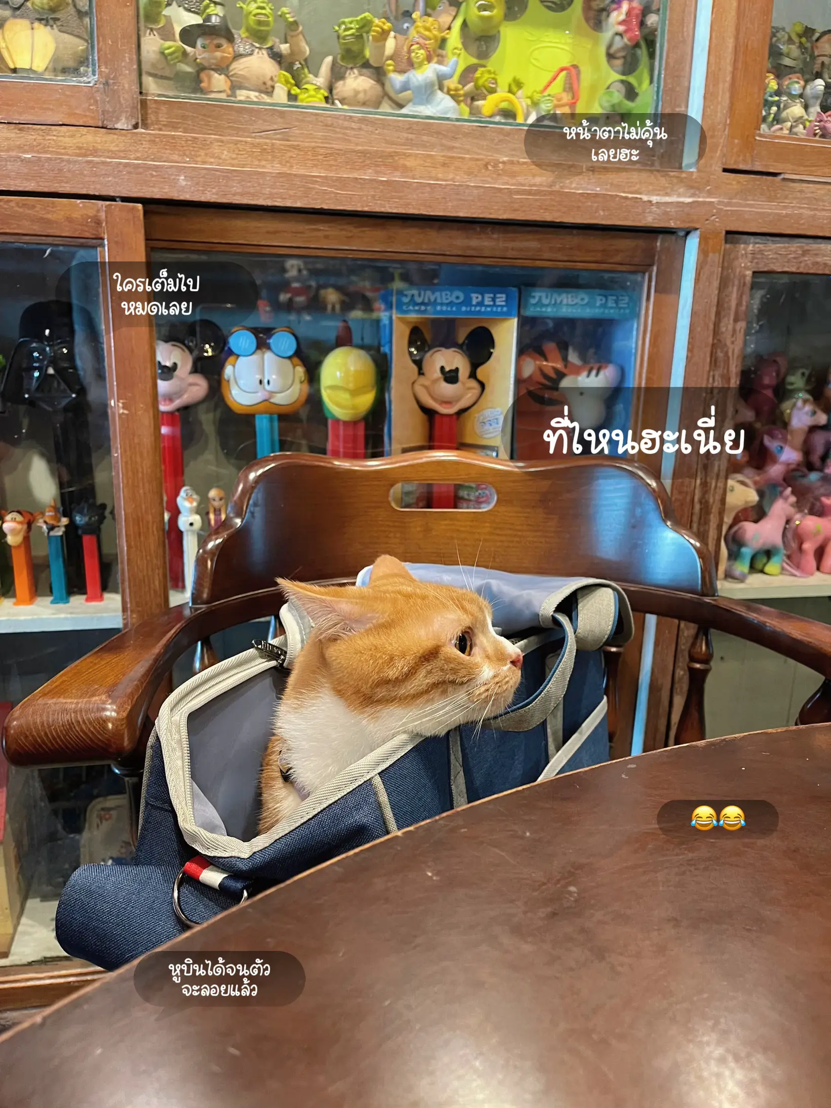 คิดยังไงกับการพาน้องแมวออกไปเที่ยวข้างนอกบ้างคะ ?🙋🏻‍♀️🐈 | แกลเลอรีที่ ...