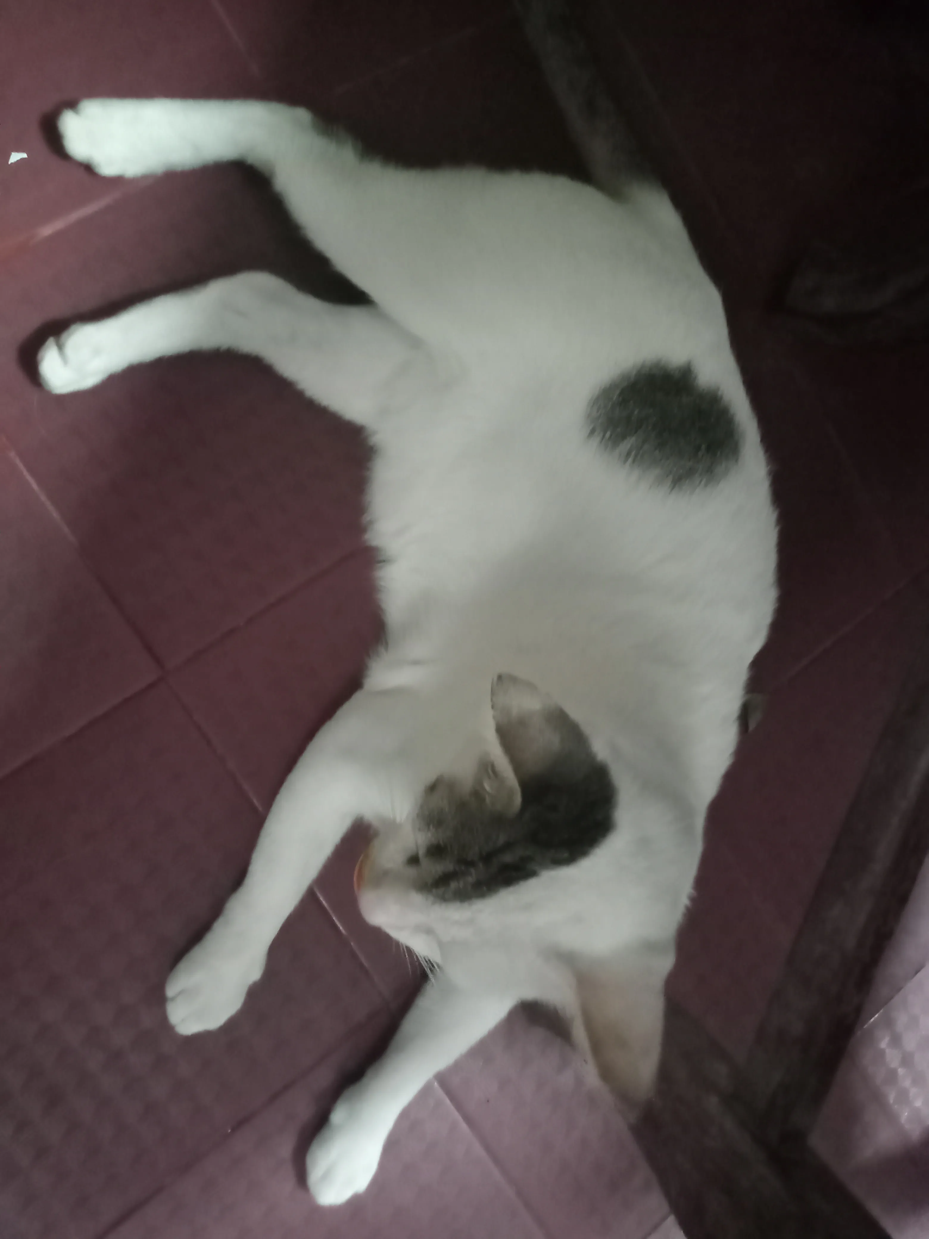 แมวชื่อพีทีขี้เกียจกับแมวดำจอมหายตัว♥️🐱 | แกลเลอรีที่โพสต์โดย Mingkkuan ...