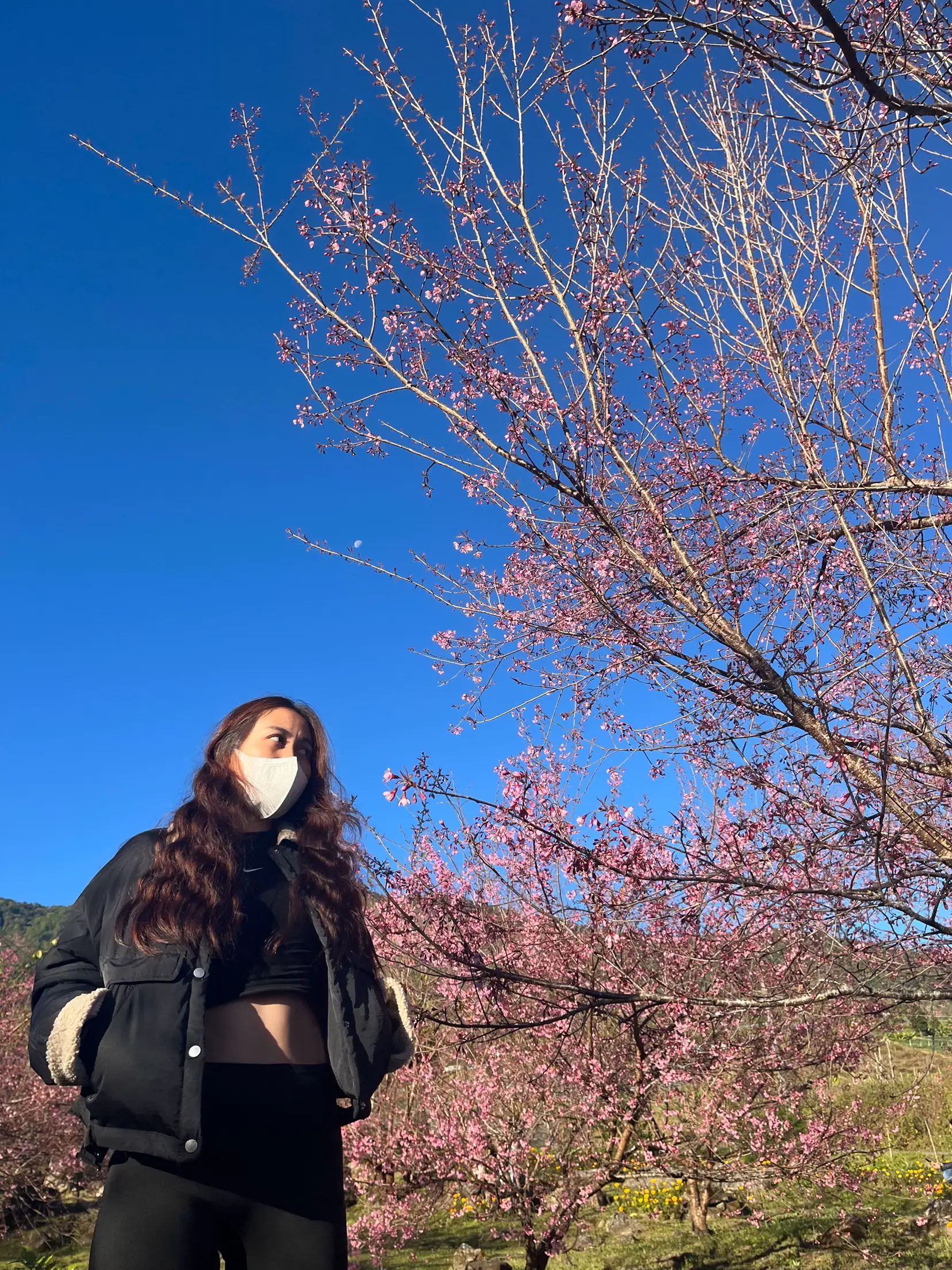 ไปถ่ายรูปกับดอกพญาเสือโคร่งที่ขุนวาง 🌸🌸| ดอยอินทนนท์ | แกลเลอรีที่โพสต์ ...
