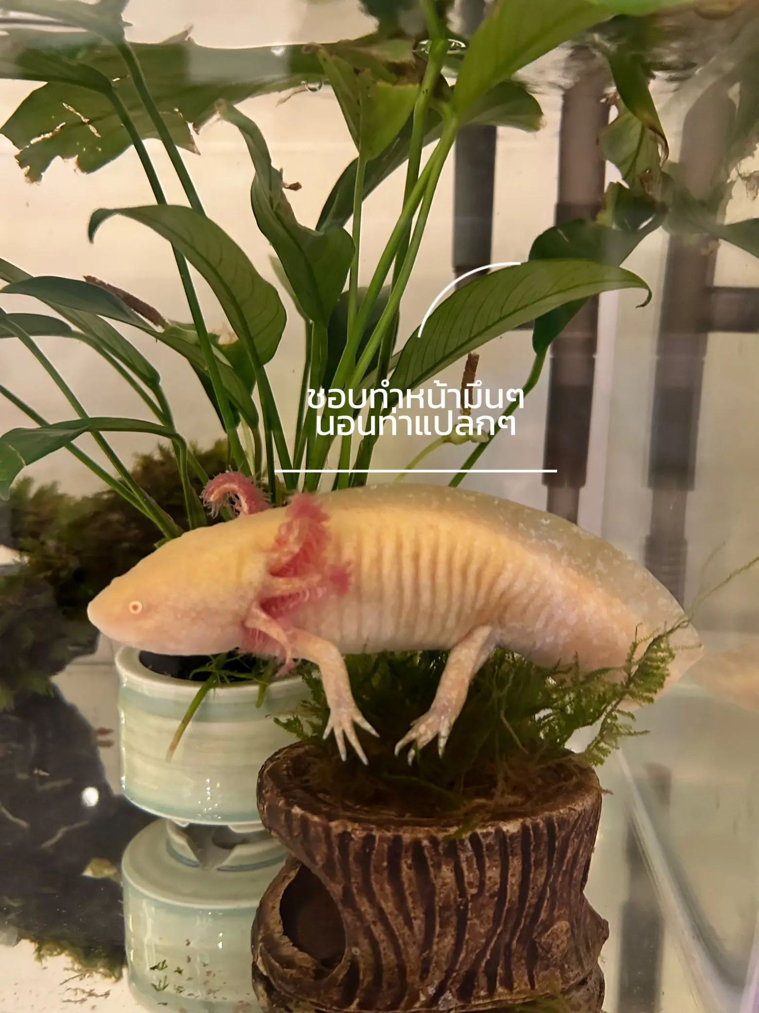 My little pet “Axolotl “🐶💦 | แกลเลอรีที่โพสต์โดย WenWen in China | Lemon8