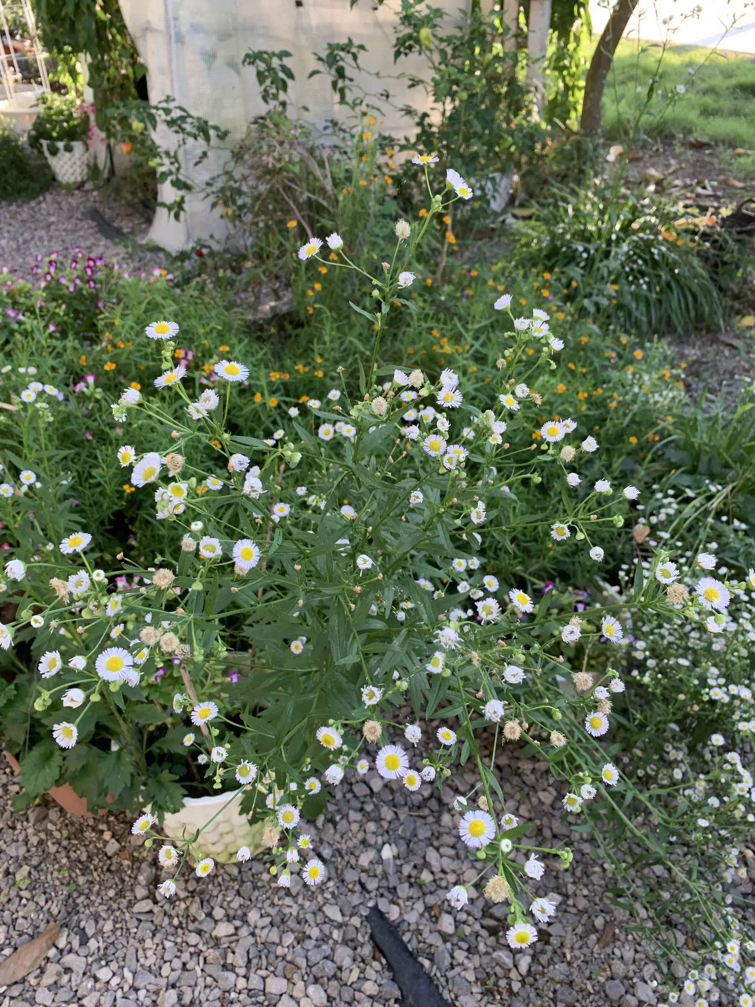 เดซี่ปลูกง่าย เดซี่ฟลีเบน (Fleabane Daisy) หรือเดซี่ไข่ดาว 🌼 | แกลเลอรี ...