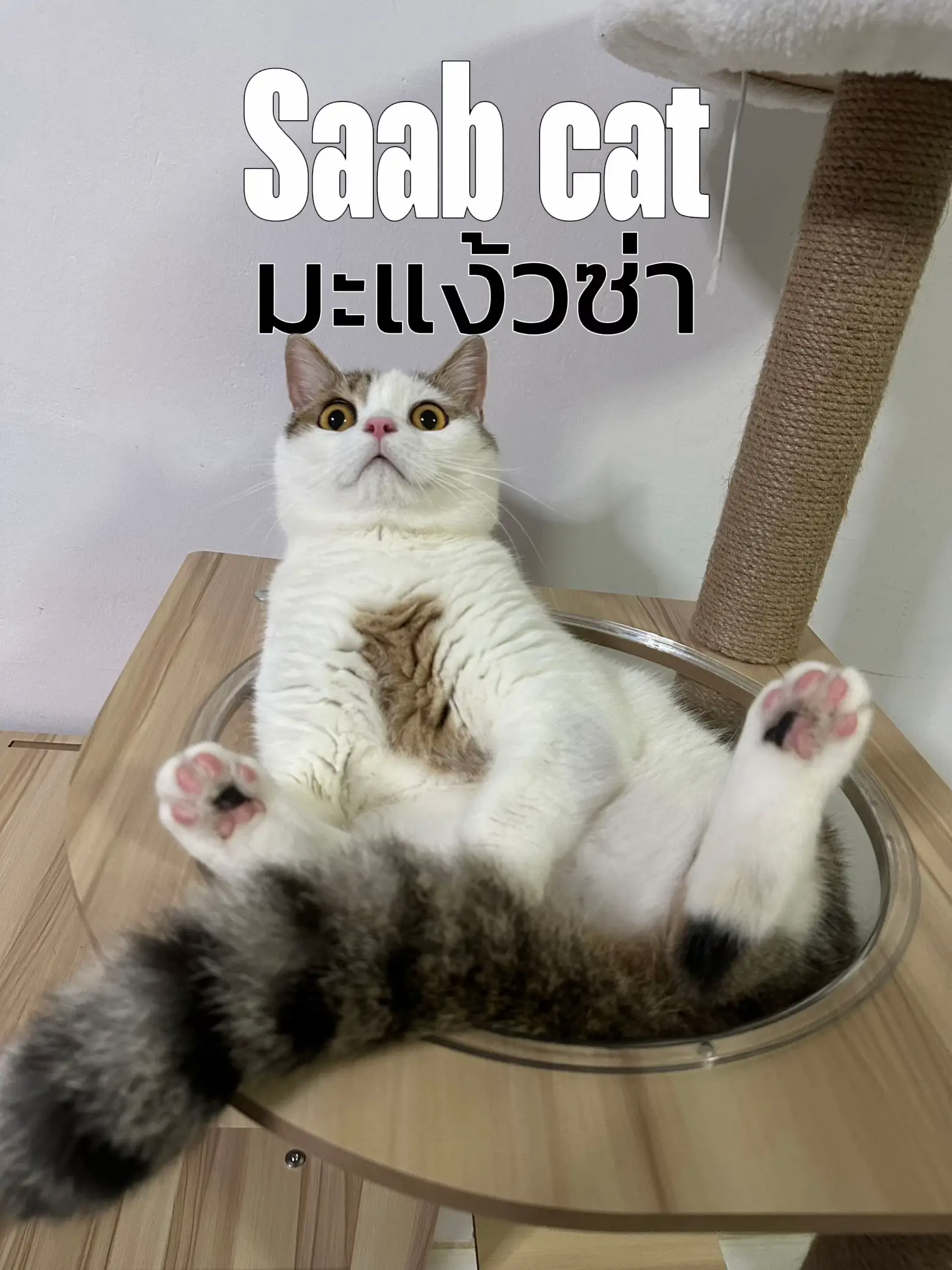 Oh my gosh. | Gallery posted by Tanida | Lemon8