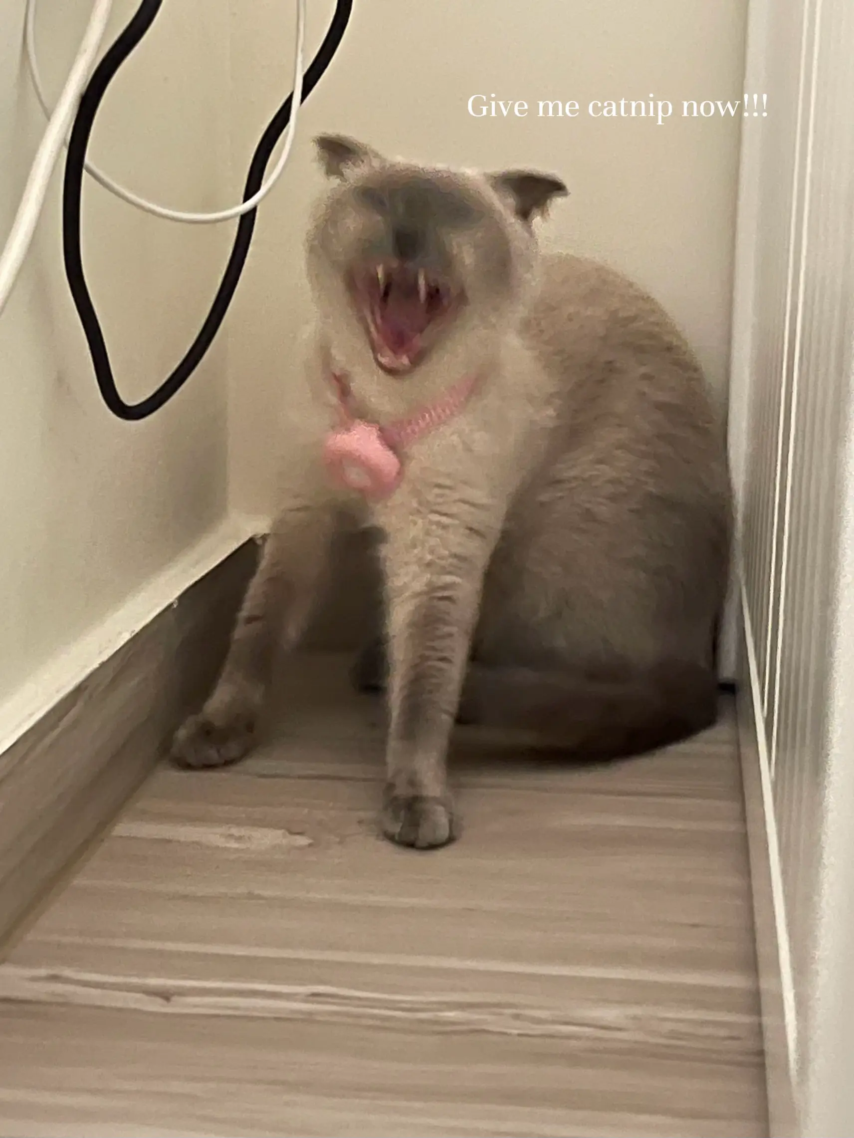 Owning a cat at your own cost˚ ༘ ೀ⋆｡˚ | Gallery posted by (ʀᴇᴀʟ AF ...