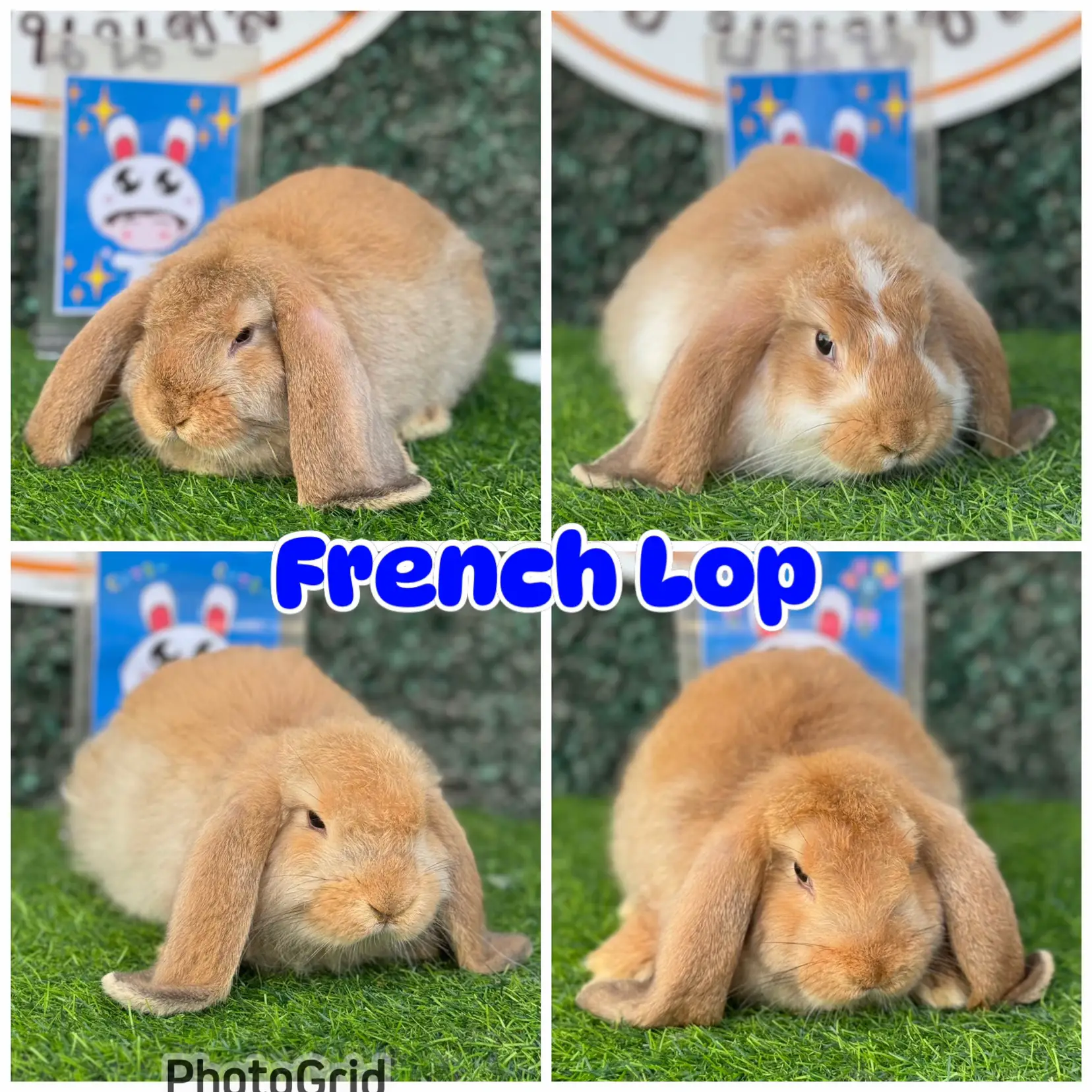 ฟาร์มกระต่ายชลบุรี | แกลเลอรีที่โพสต์โดย JeBunnyChonburi | Lemon8