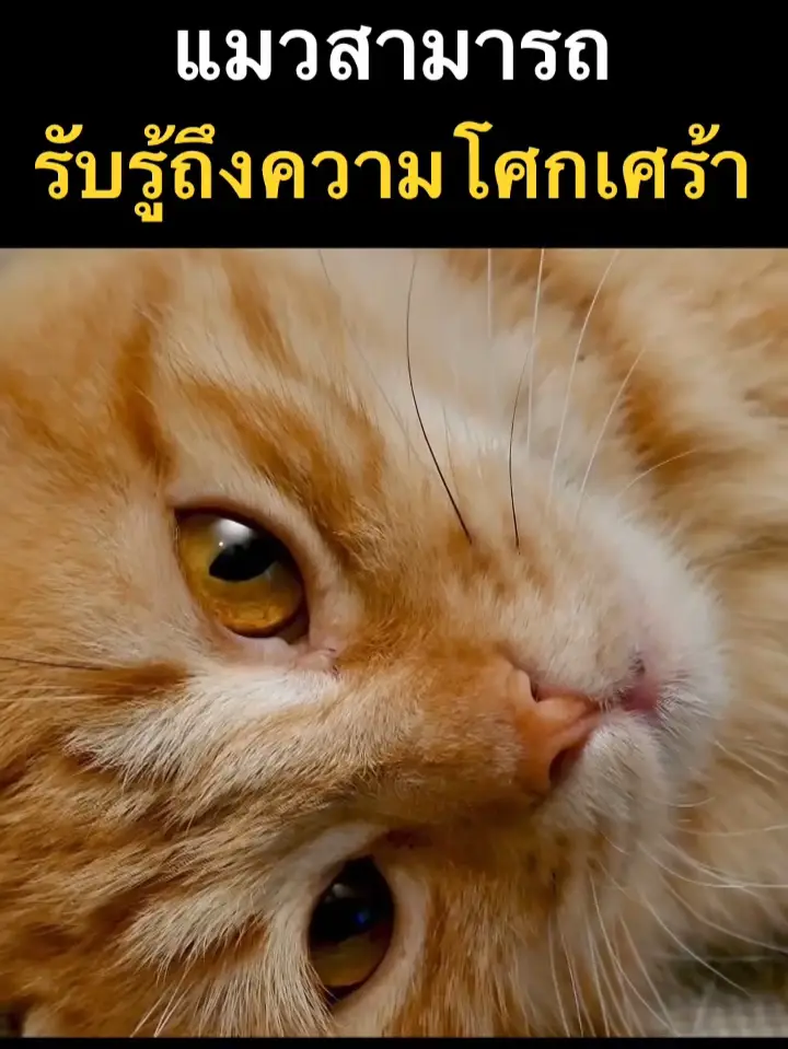น้องแมวสามารถรับรู้ถึงความโศกเศร้าของมนุษย์ได้อย่างไร !? 😺 | วิดีโอที่เผยแพร่โดย Pets Factor ...