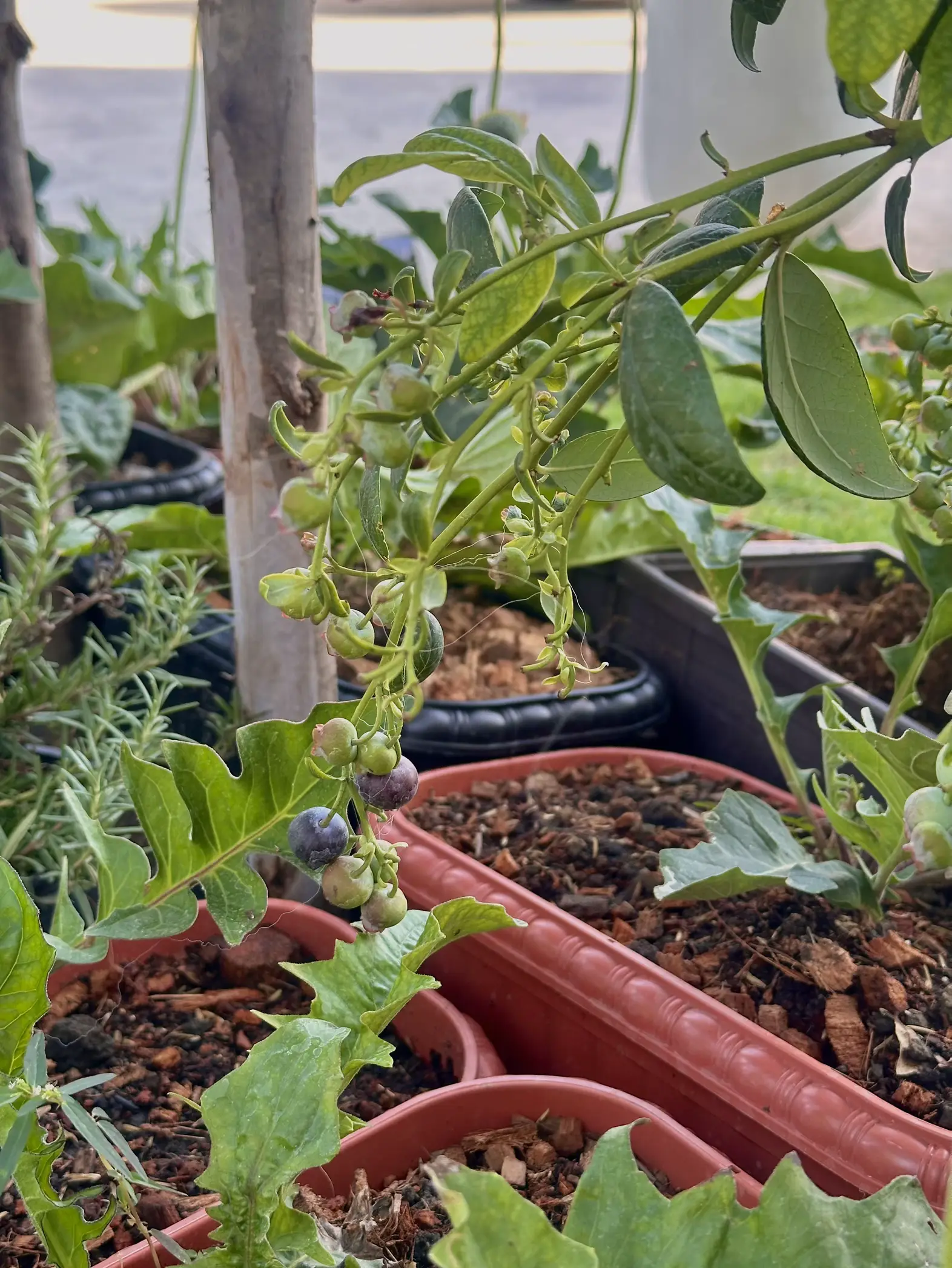 ต้นบลูเบอร์รี่ 500 บาท คุ้มมั้ย!!!!!! | แกลเลอรีที่โพสต์โดย cher | Lemon8