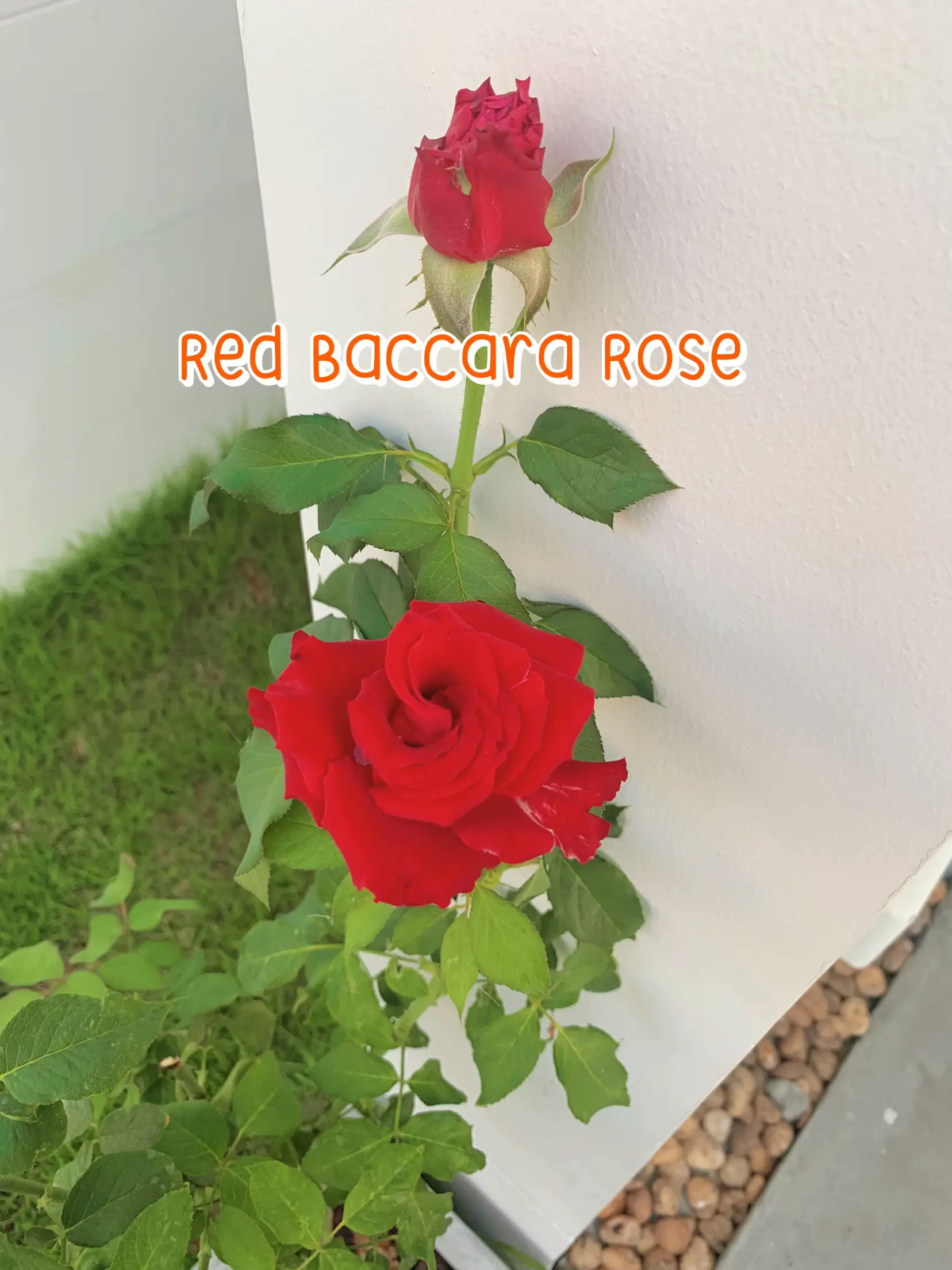 สวนกุหลาบในฝัน ที่ถ่ายรูปแทนคาเฟ่🌹 | แกลเลอรีที่โพสต์โดย Suki 🍄 | Lemon8