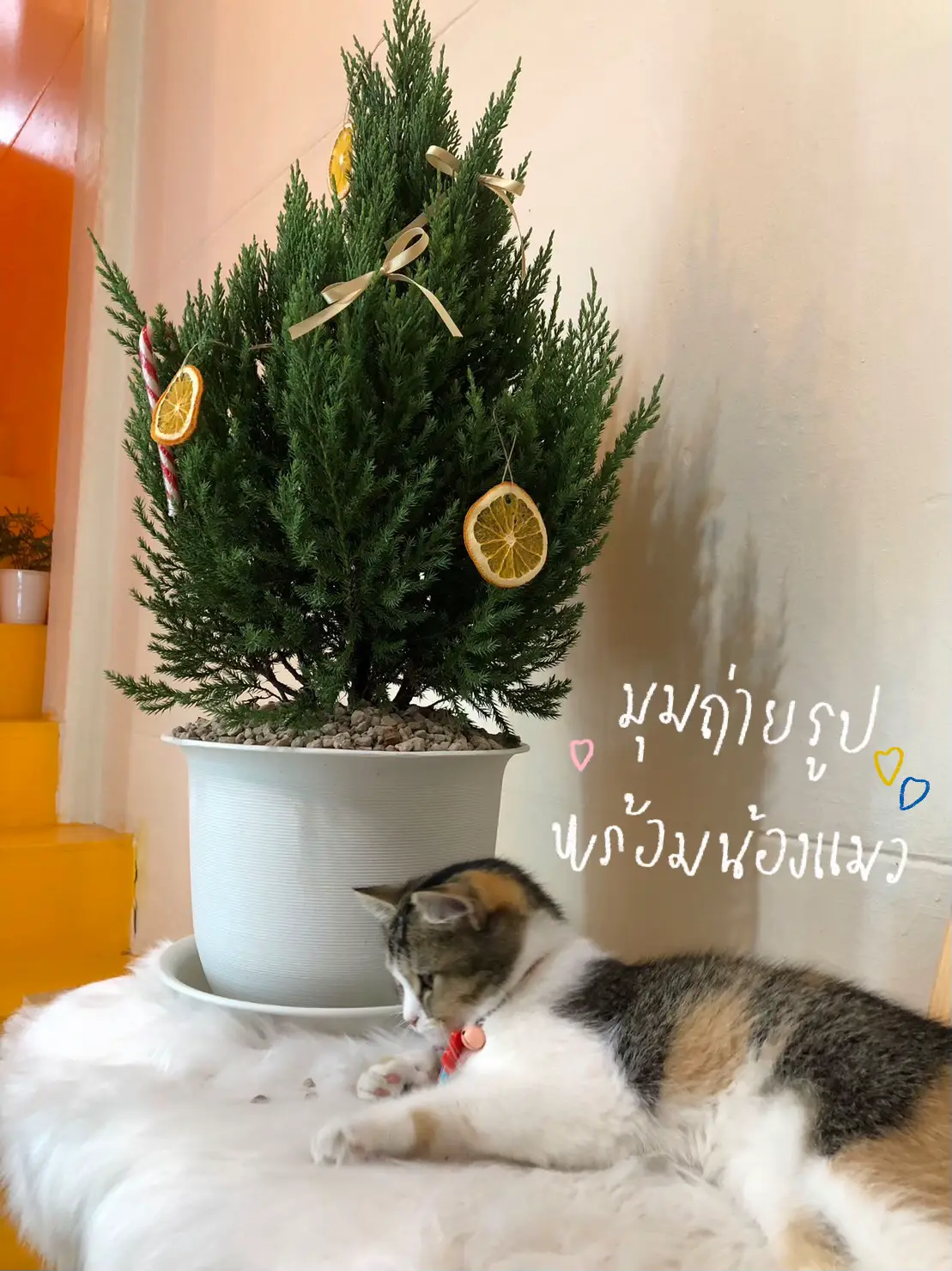 Errcafe Lido Connect Siam - การค้นหาใน Lemon8