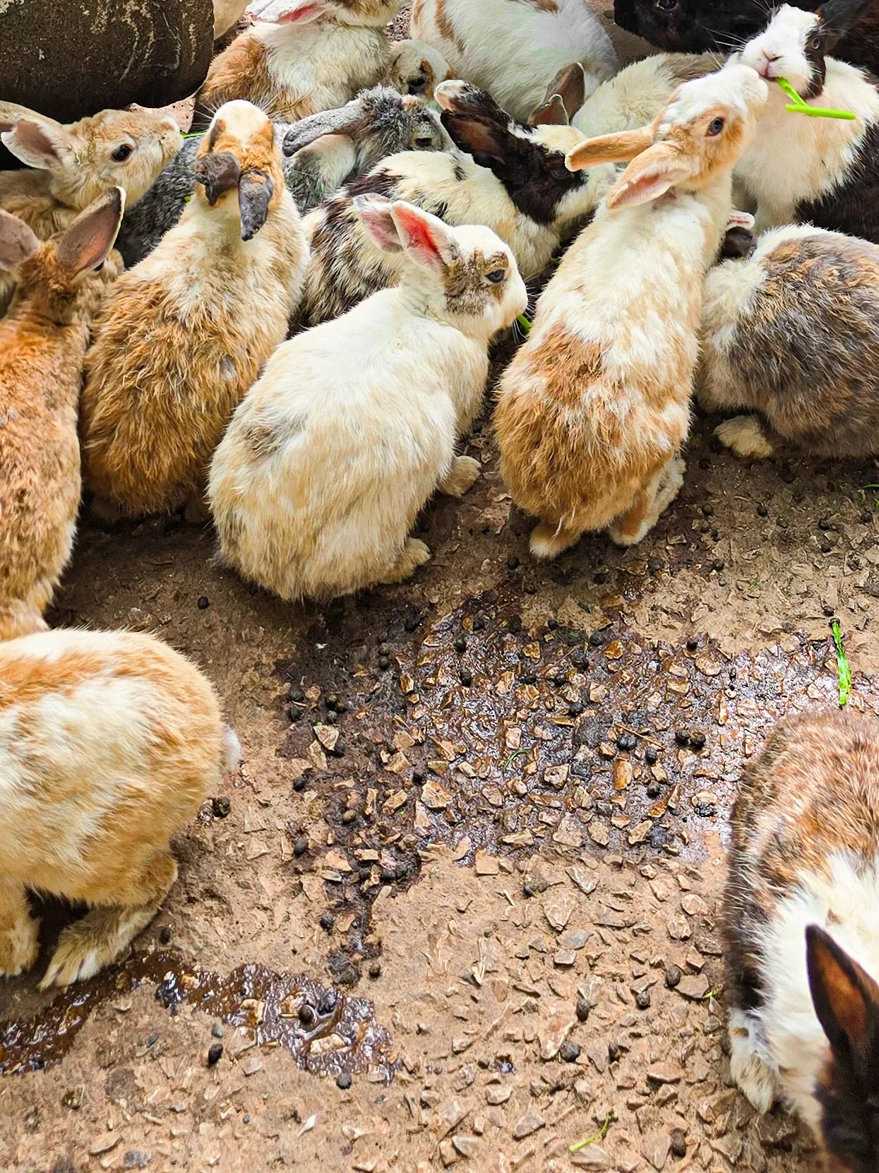 Chiang Khan | แกลเลอรีที่โพสต์โดย Note story | Lemon8