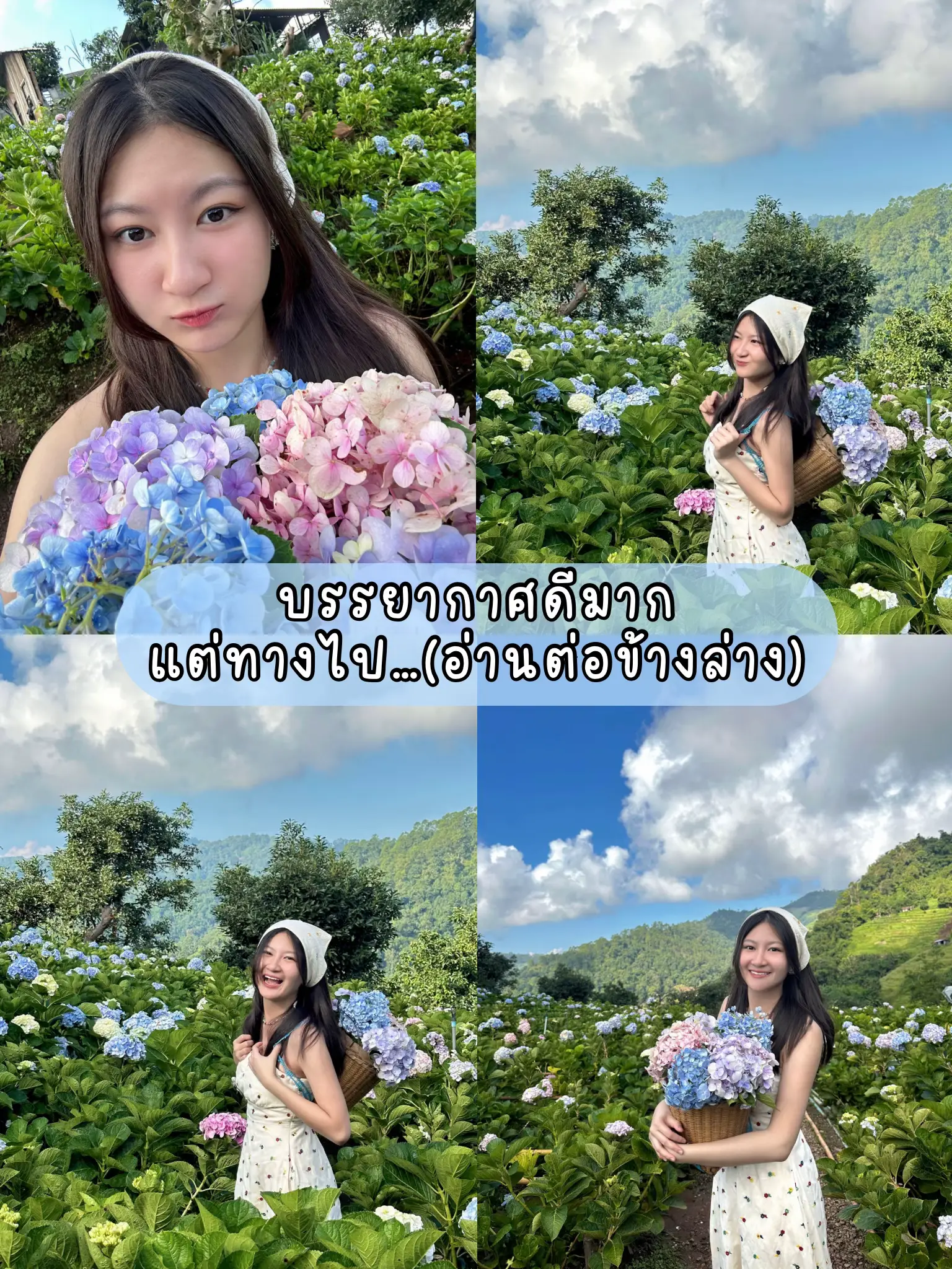 กู๋เนียร์ไฮเดรนเยีย ม่อนแจ่ม เชียงใหม่🌸 | แกลเลอรีที่โพสต์โดย saavee | Lemon8