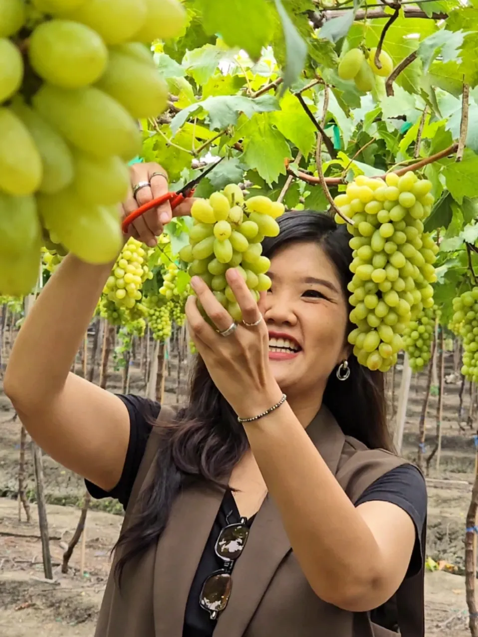 Invited to pick grapes at # Prosperity Garden, sweet grapes # House | Video published by Check ...