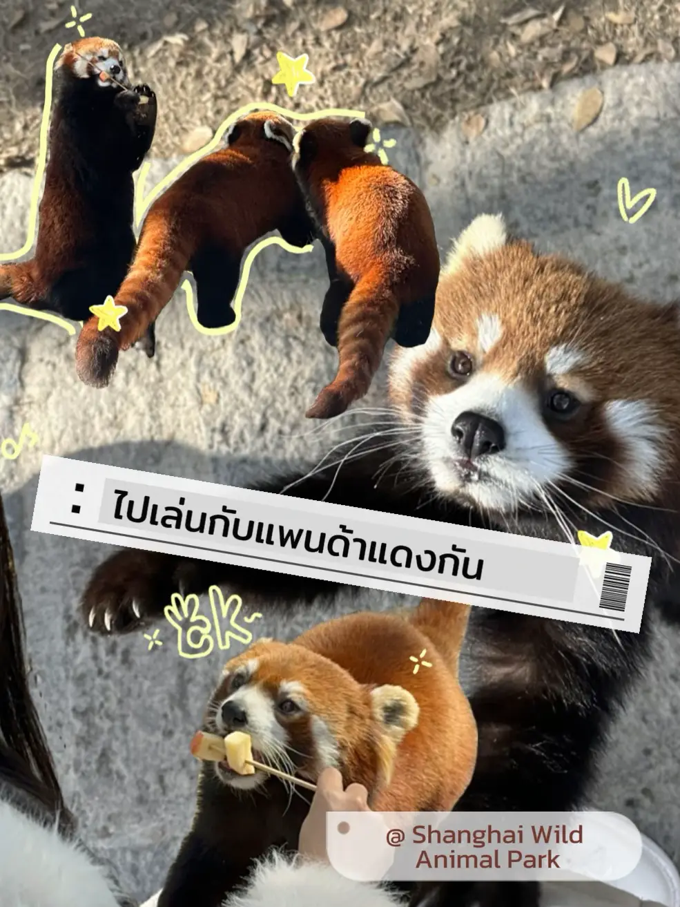 ไปเล่นกับแพนด้าแดงกัน! ที่ Shanghai Wild Animal Park | แกลเลอรีที่โพสต์โดย veerin | Lemon8