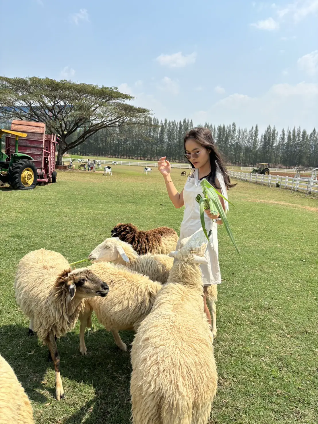 ฟาร์มโชคชัย -Chokchai farm- | แกลเลอรีที่โพสต์โดย Kungking | Lemon8