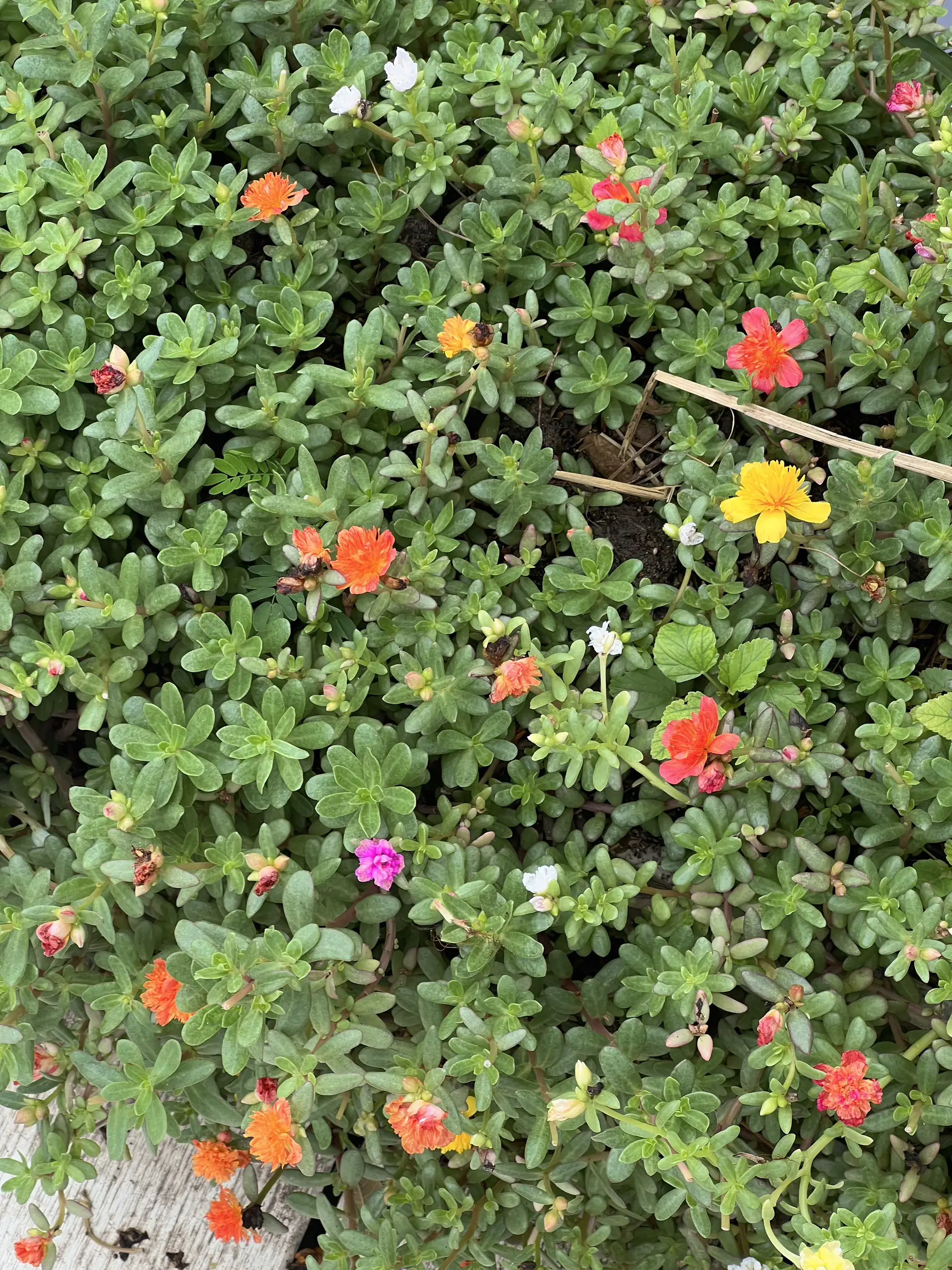 Groot hotpot📍ชื่อสถานที่ ปักหมุดร้านชาบูใหม่ ห้ามพลาด~ | แกลเลอรีที่โพสต์โดย sugarlips | Lemon8