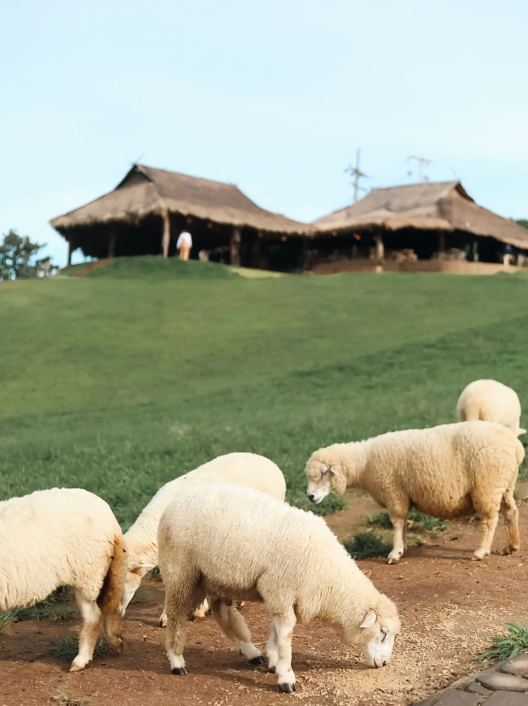 Akha Farm Ville แม่สรวย เชียงราย | แกลเลอรีที่โพสต์โดย คือดีย์อ่าา | Lemon8